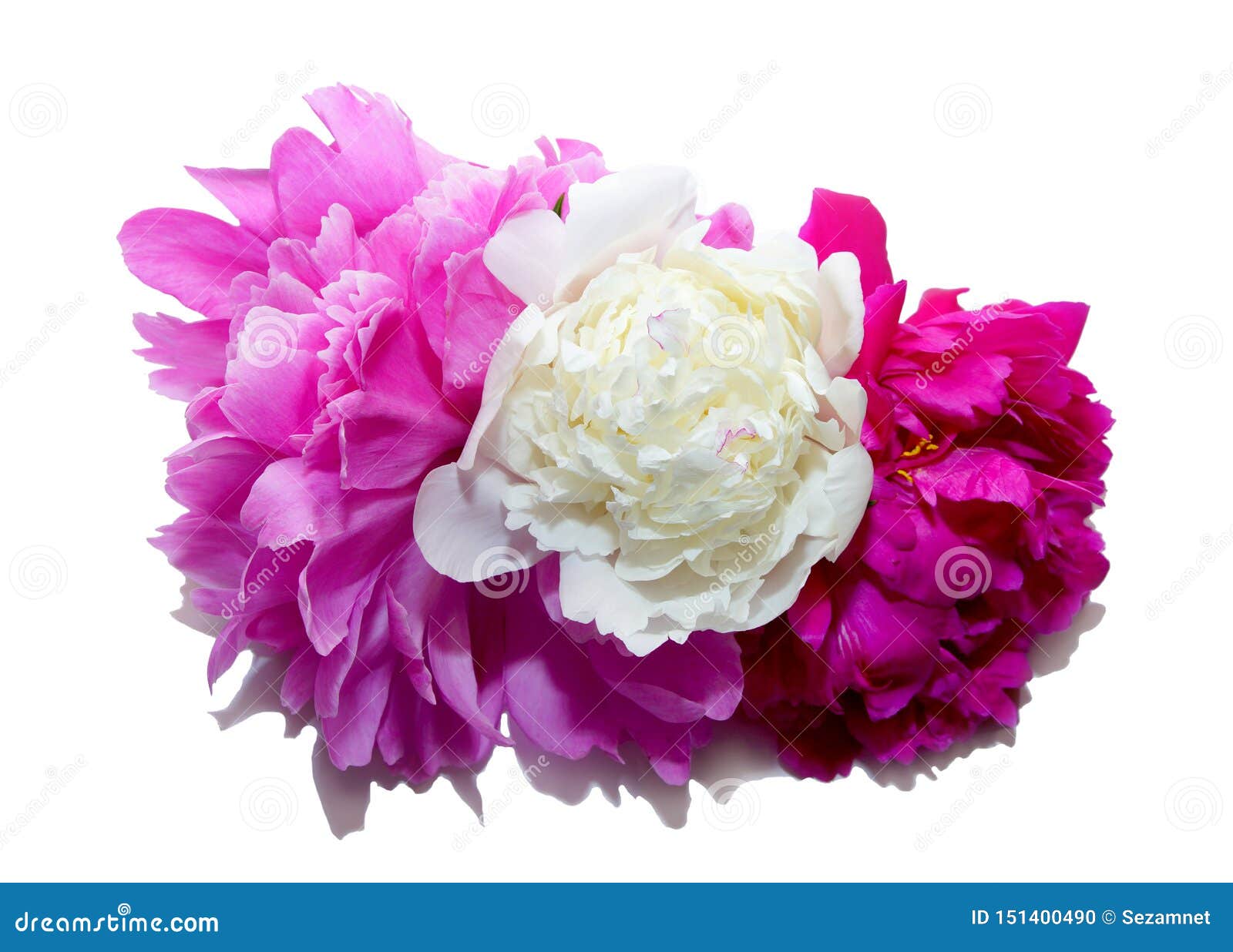 Three Large Pink White Red Peonies Isolate White Background Stock Photo ...