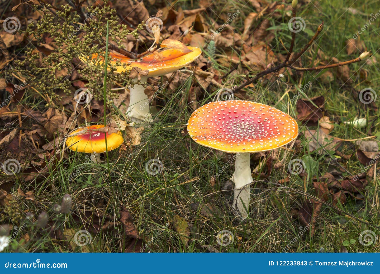 Three Large Red Toadstools Grow in the Grass. Stock Image - Image of ...