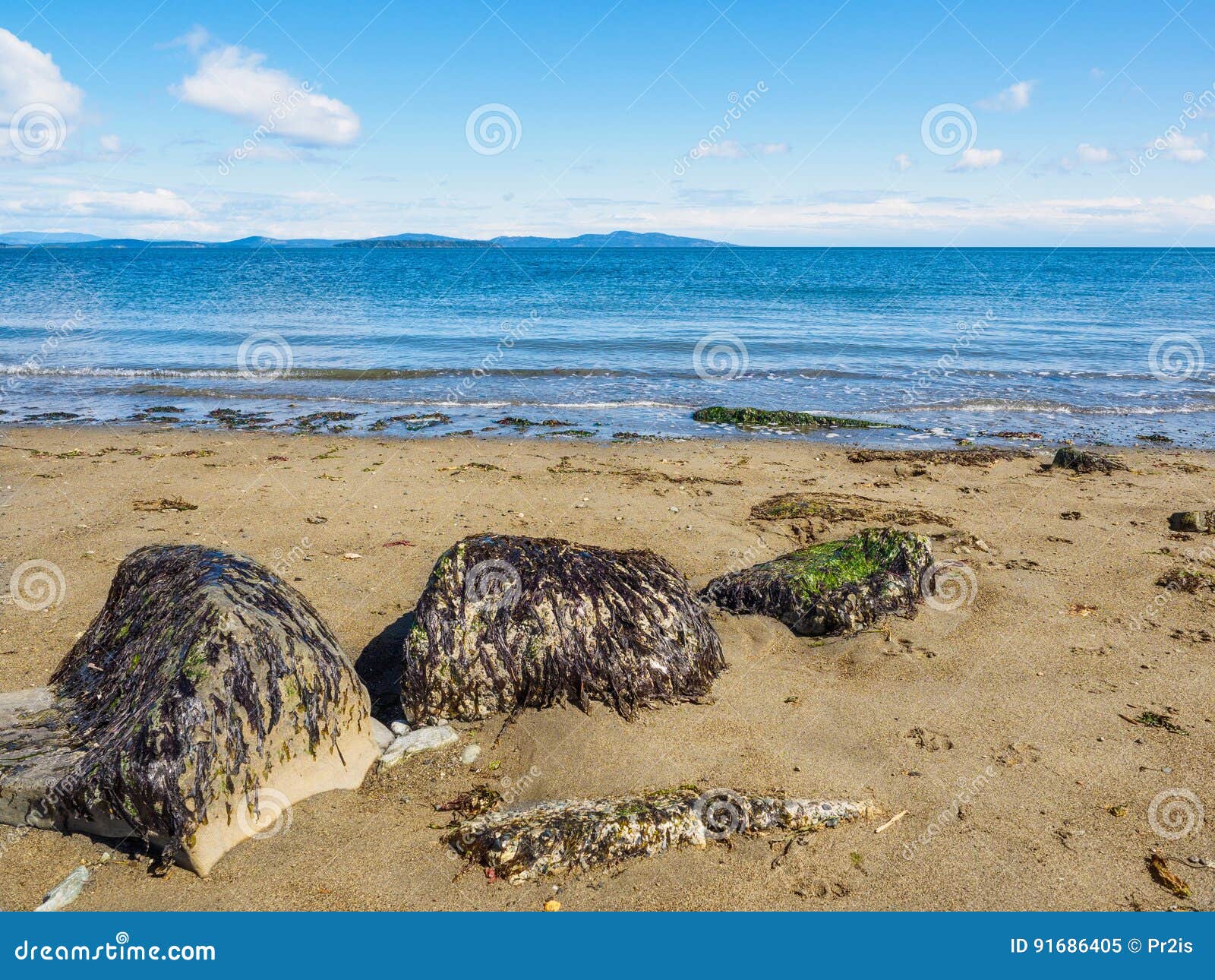 Three Large Rocks Covered in Seaweed on Sandy Ocean Beach Stock Image ...