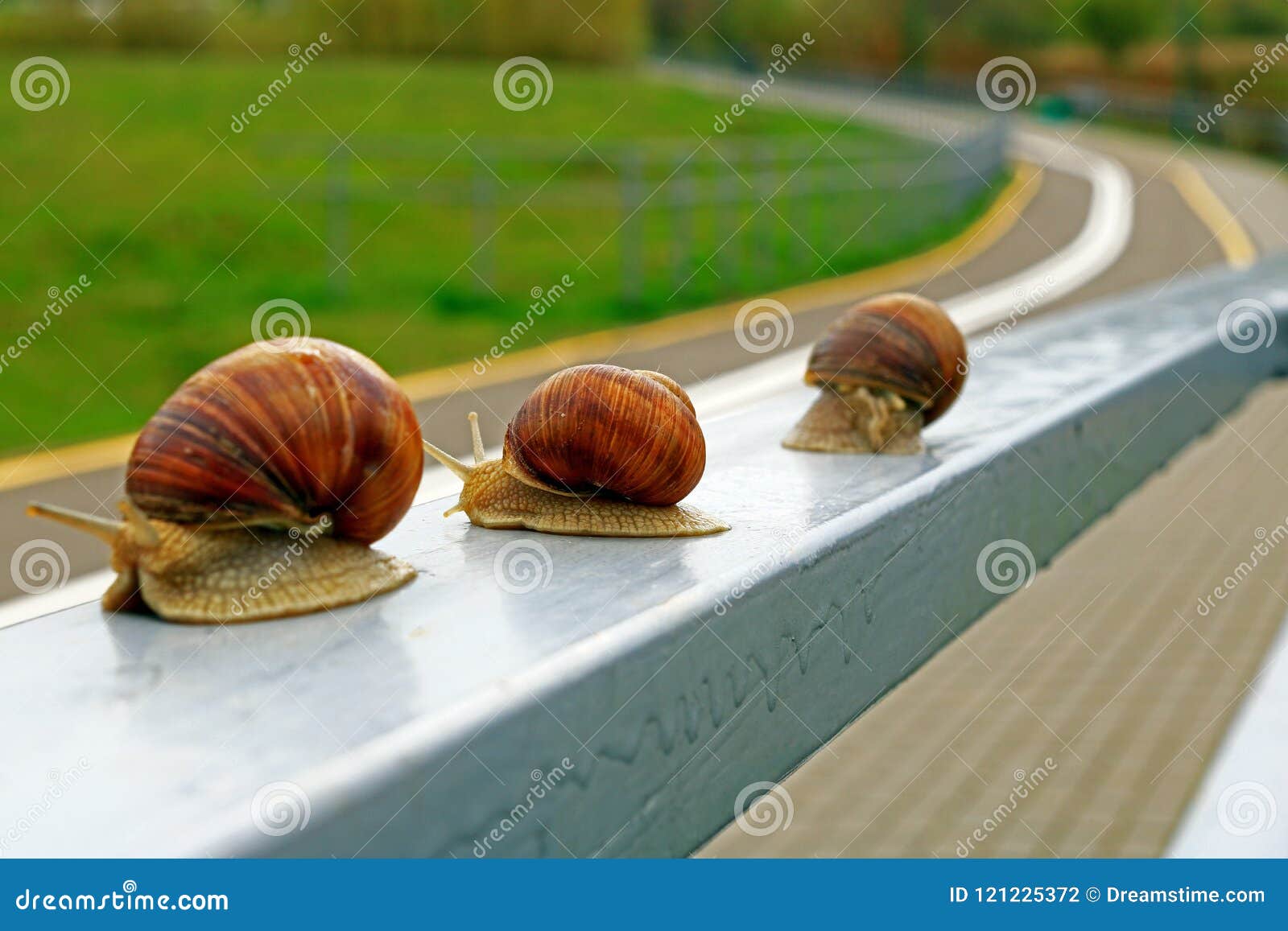 Three Large Snails Gracefully Crawl Along the Railing of the Fence ...