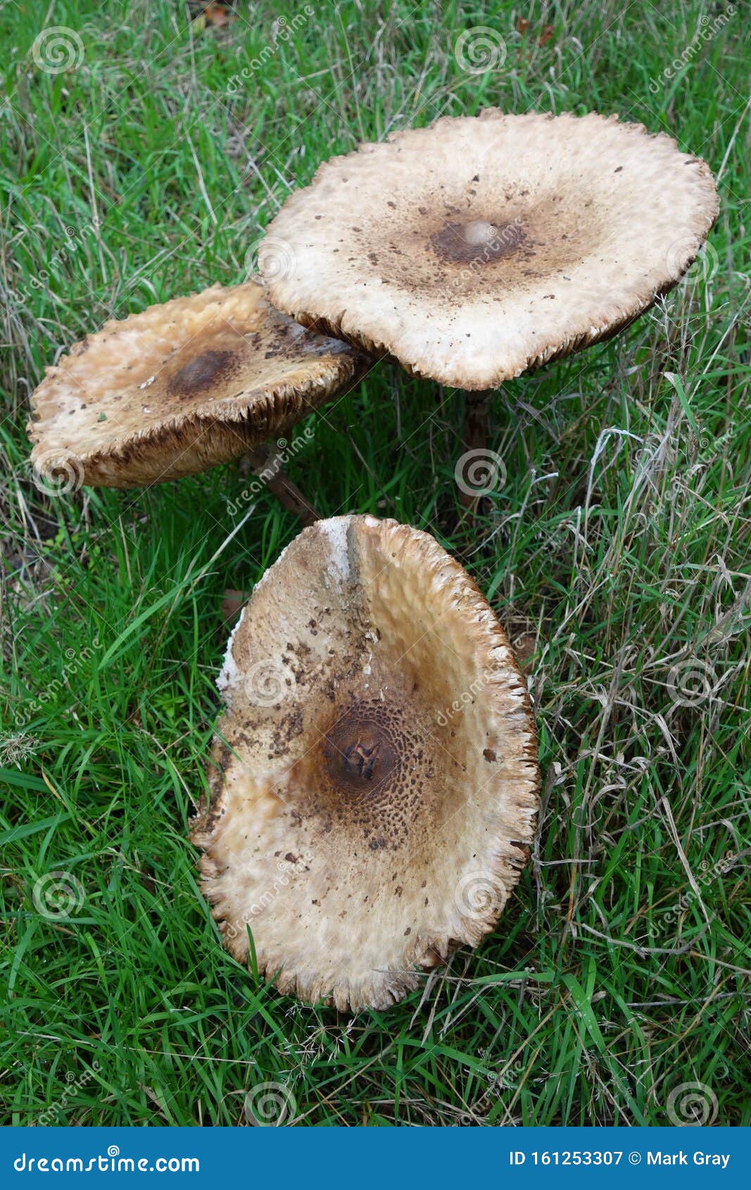 Three large Toadstools stock image. Image of three, autumn - 161253307