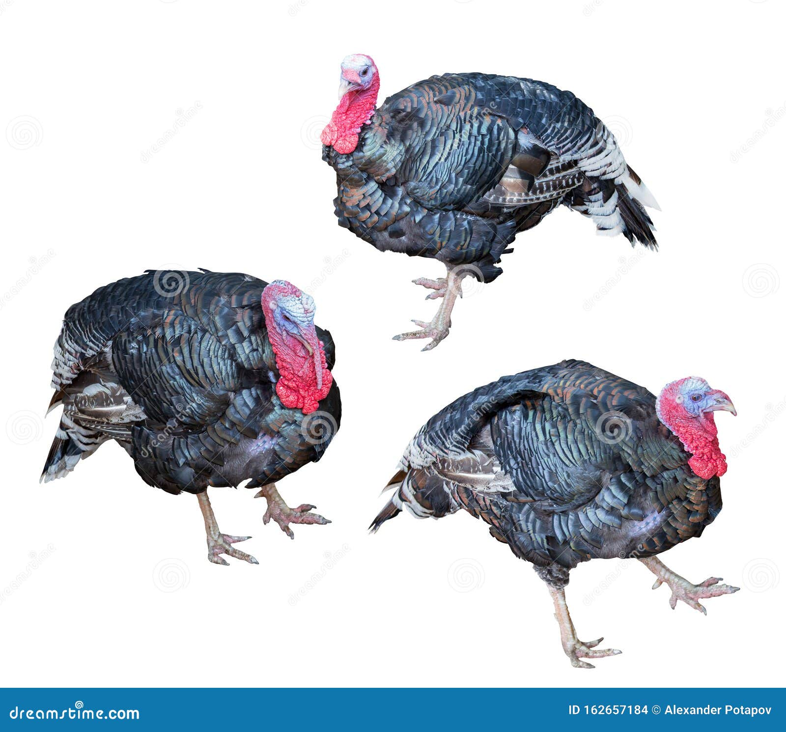 Three Large Turkeys Isolated on White Stock Photo - Image of turkey ...