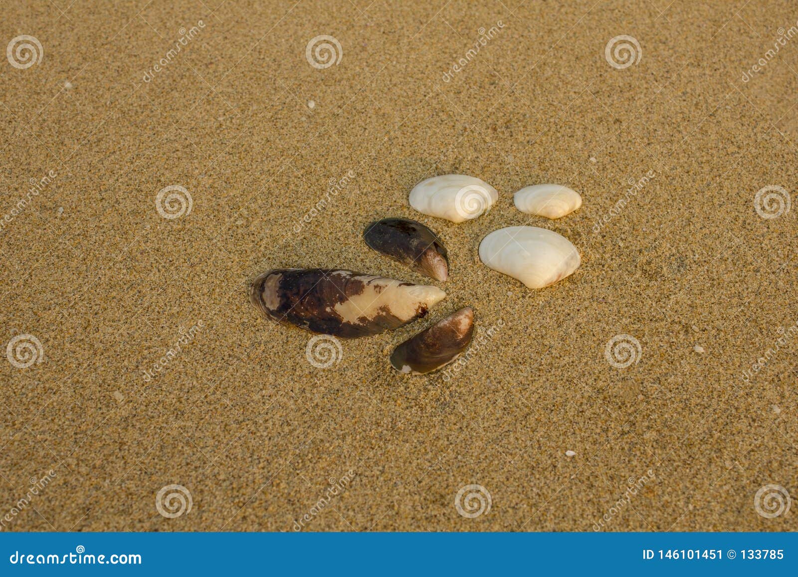 Three Large White and Three Brown Shells Close-up on a Blurred Yellow ...
