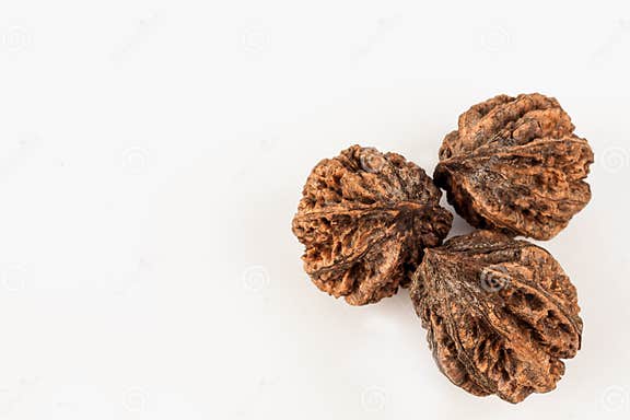 Three Large Wild Walnuts on a White Background. Copyspace Stock Image ...