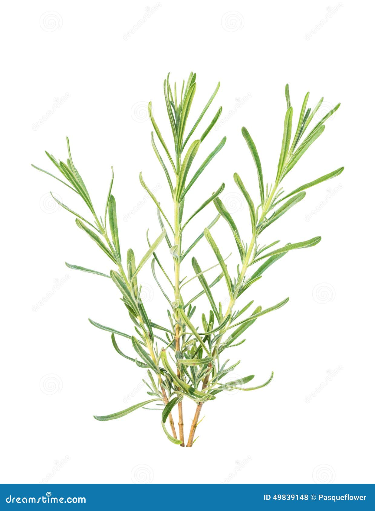 Three lavender branches stock photo. Image of green, vertical - 49839148