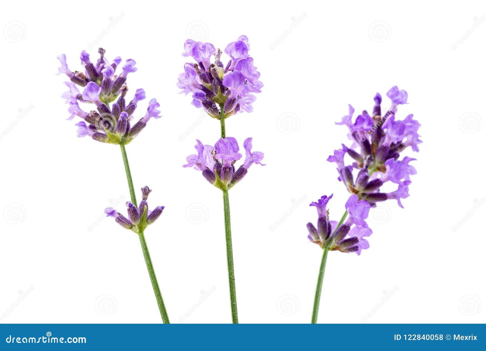 Three Lavender Branches Isolated on White Stock Photo - Image of ...