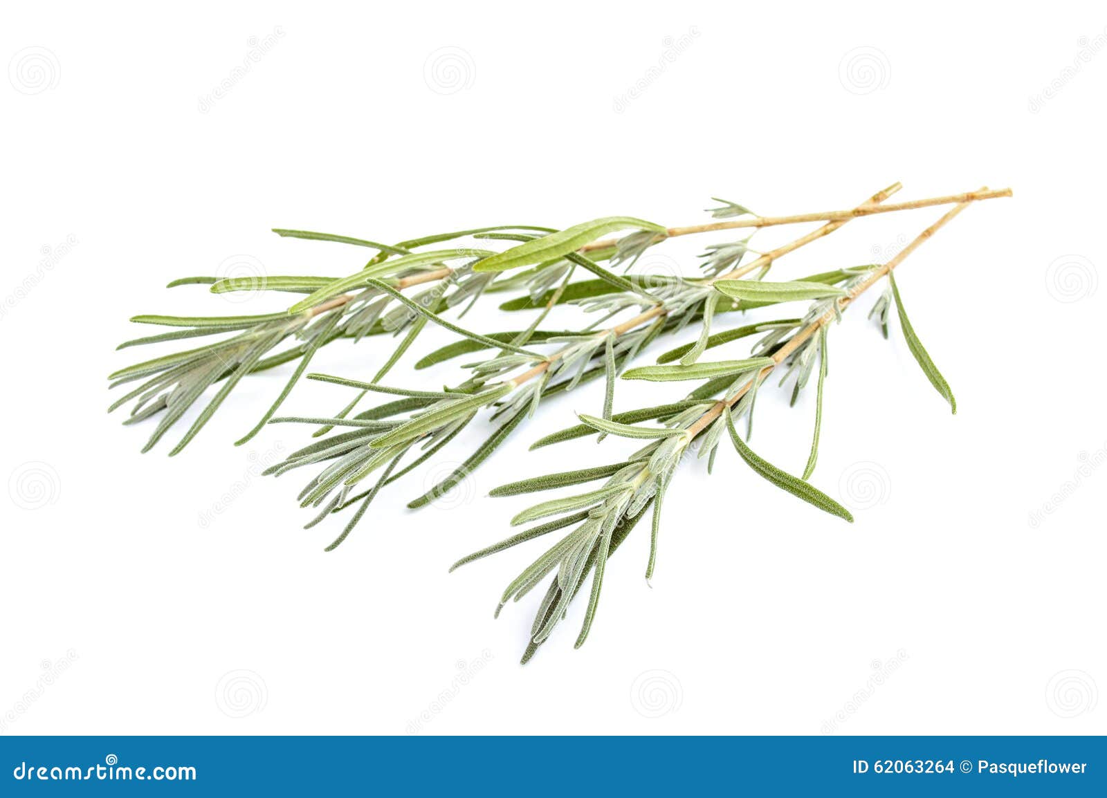 Three lavender branches stock photo. Image of herb, twig - 62063264