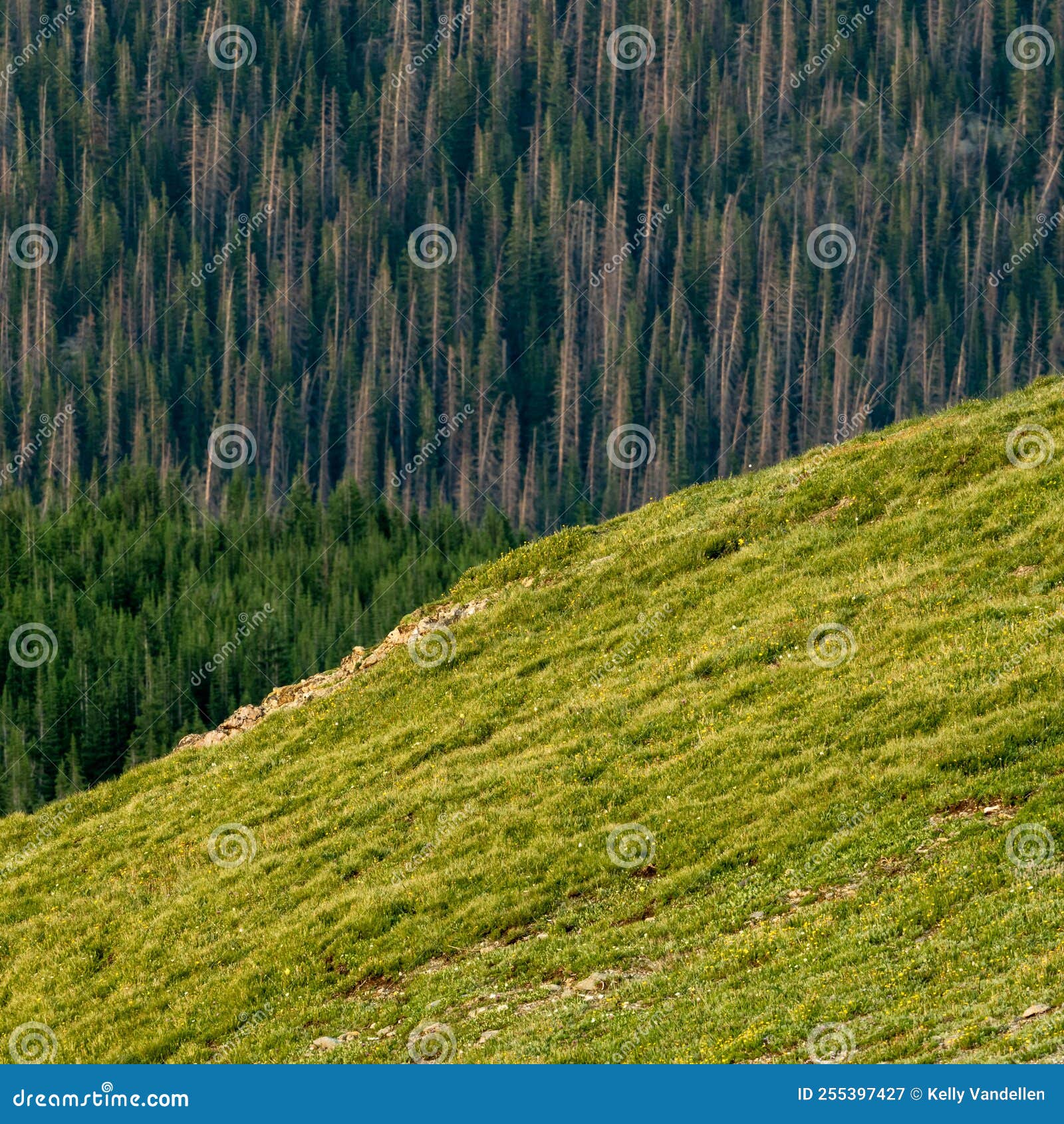 Three Layers of Green in Rocky Mountain Stock Image - Image of summer ...