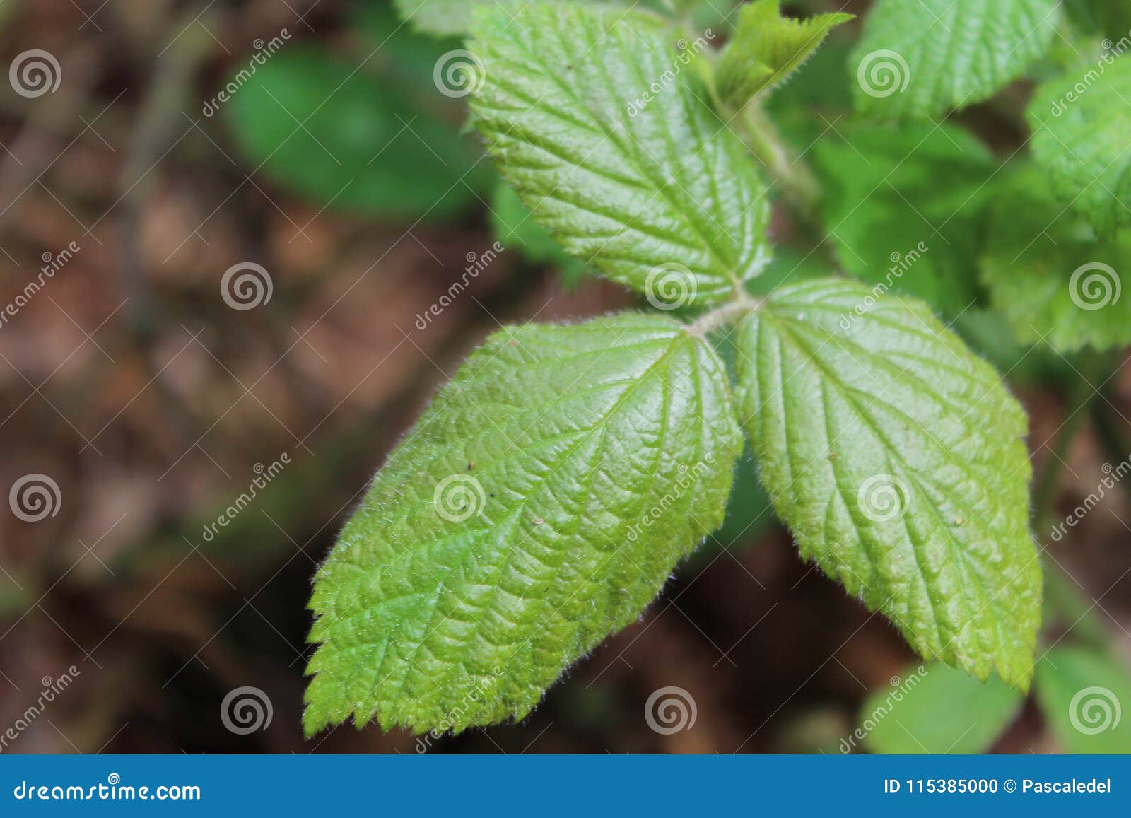 Three Leaf Close Up stock photo. Image of leaf, living - 115385000