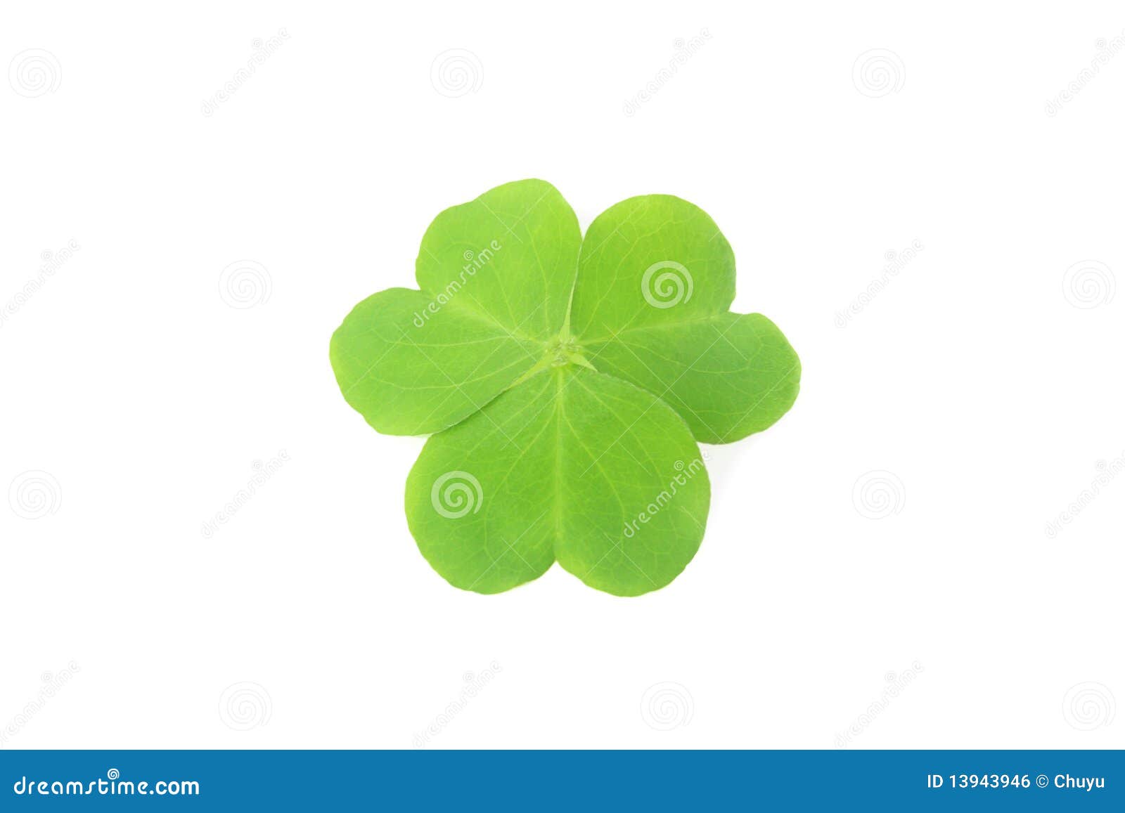 Three leaf clover stock photo. Image of luck, green, holiday - 13943946