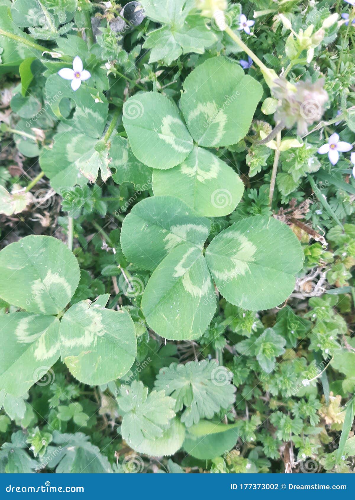 Three leaf clover stock photo. Image of leaf, green - 177373002