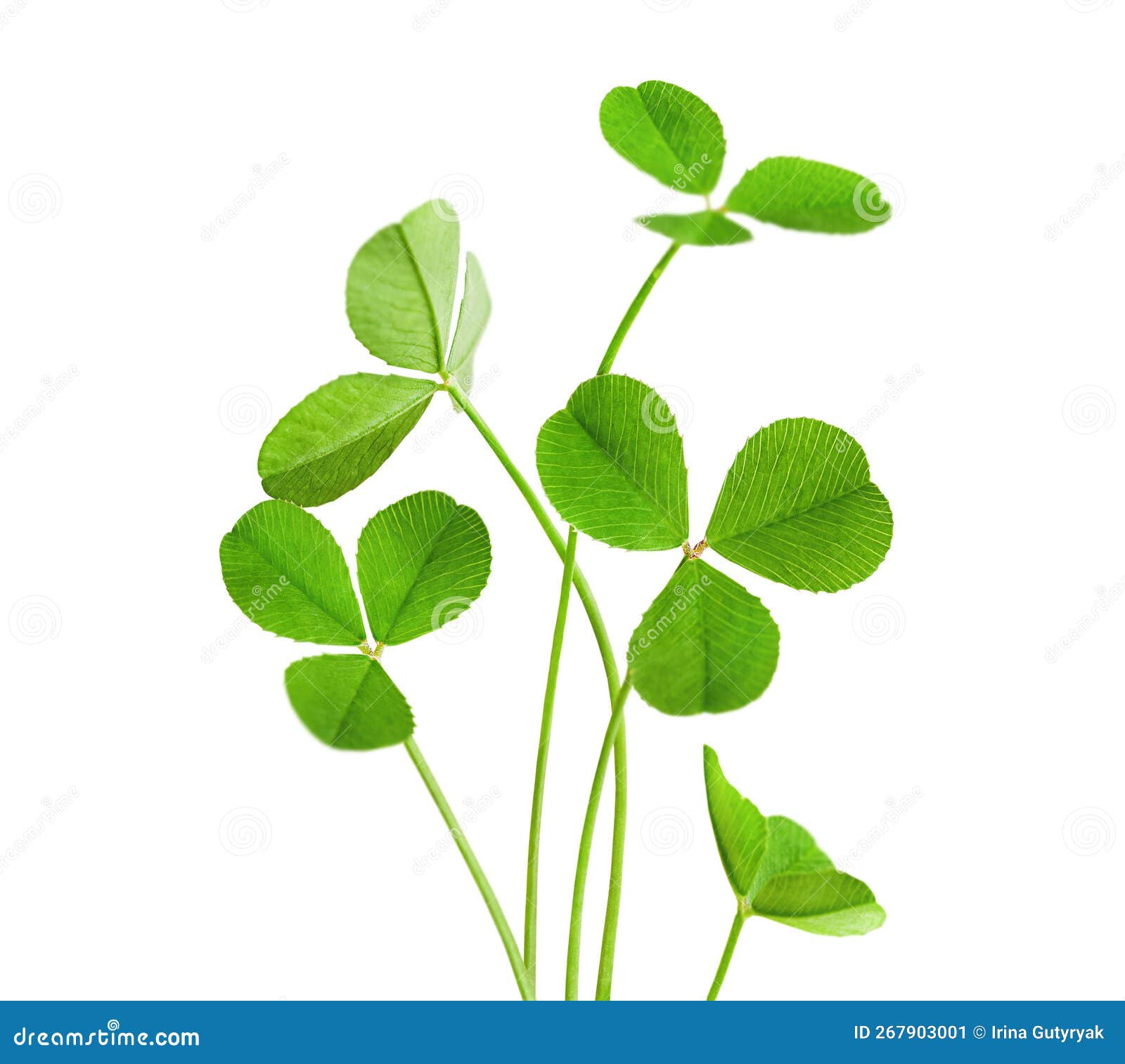 Three-leaf clover stock image. Image of plant, view - 267903001