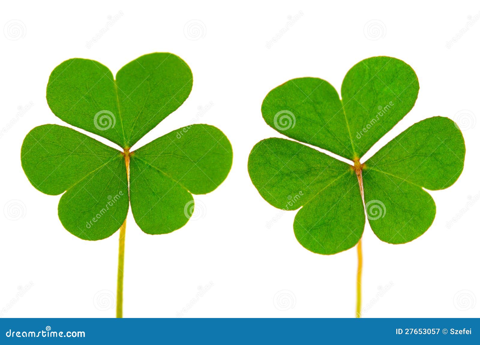 Three Leaf Clover stock image. Image of background, macro - 27653057