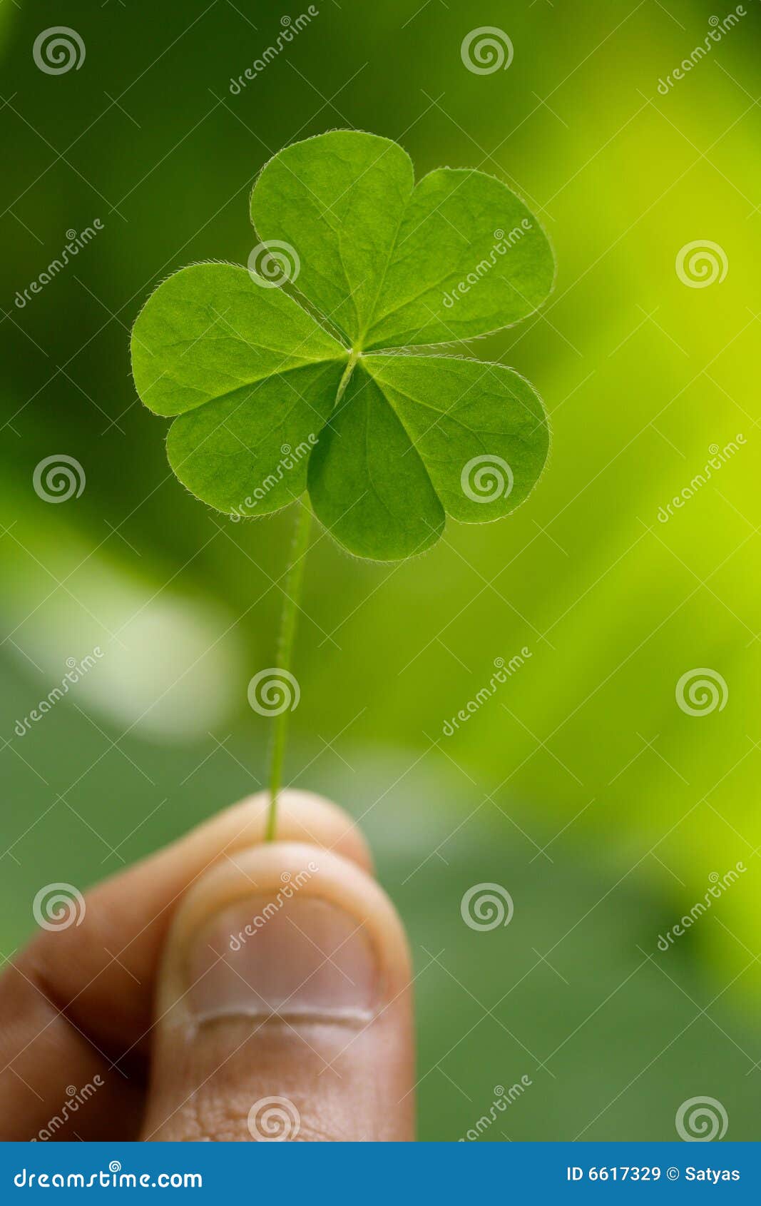 Three leaf clover stock image. Image of leafed, patty - 6617329