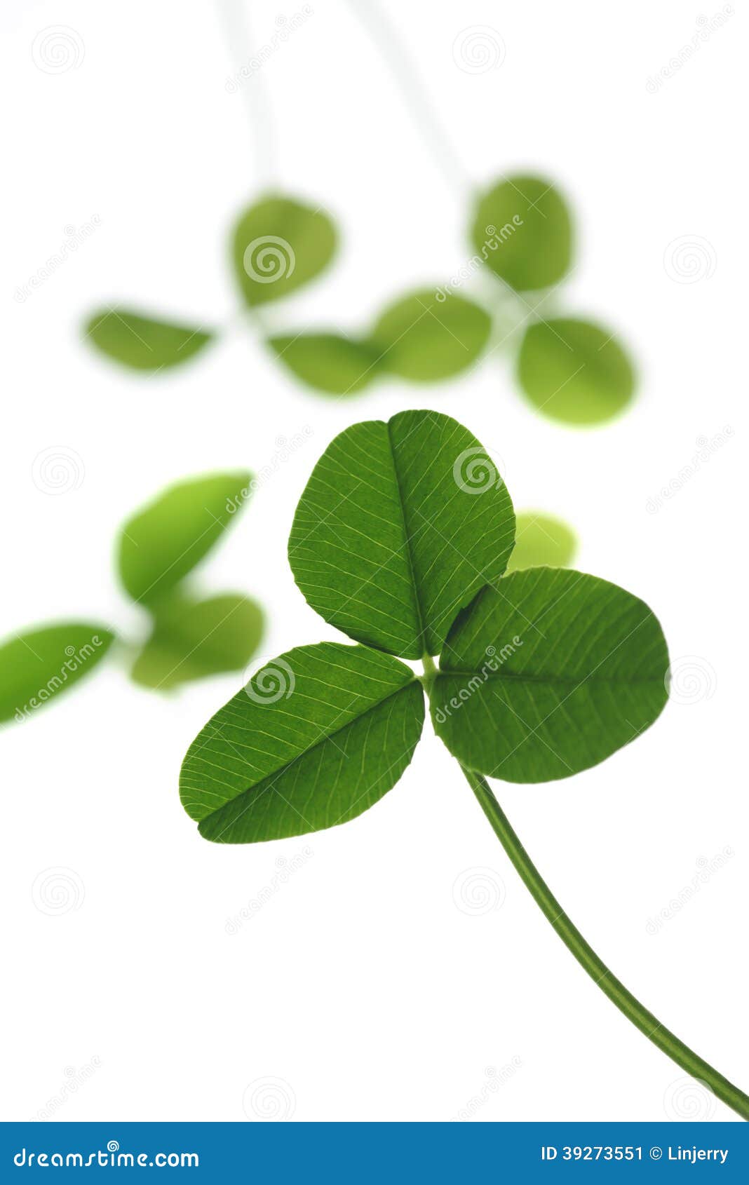 Three leaf clover stock image. Image of botanical, color - 39273551