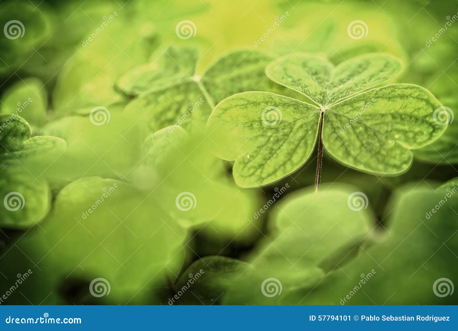 Three Leaf Clover in a Clover Patch. Stock Image - Image of single ...