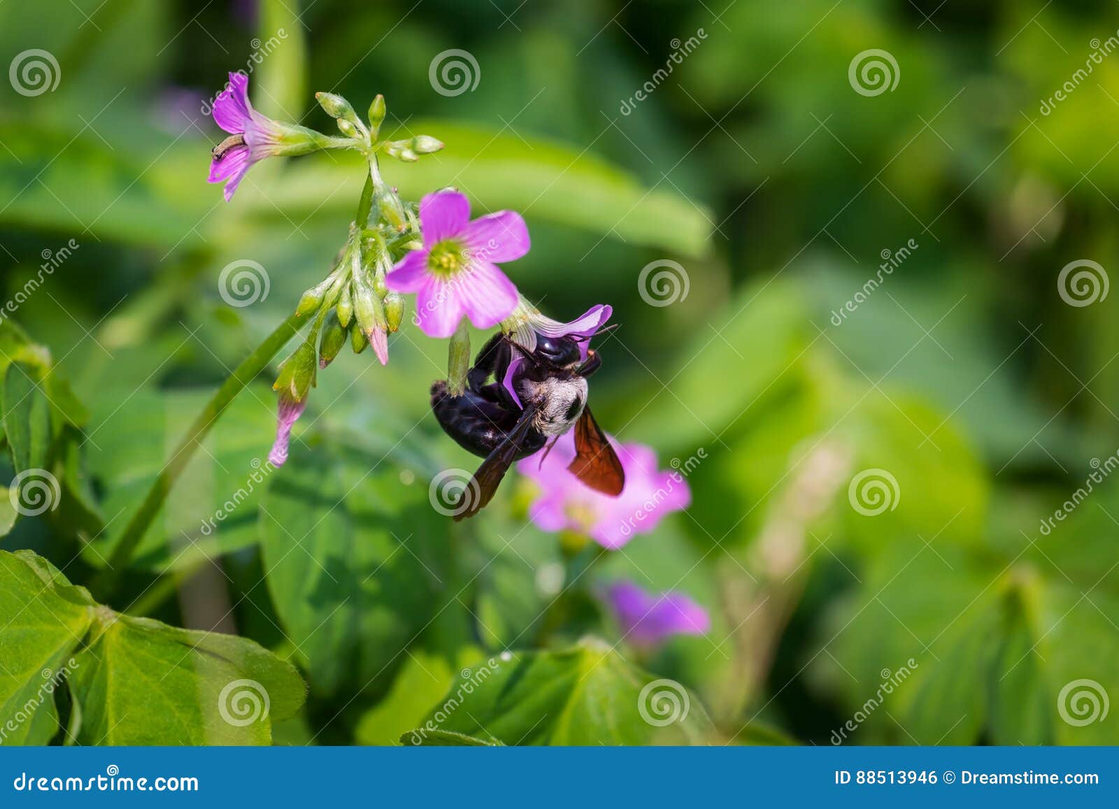 Three-leaf clover flower stock photo. Image of threeleaf - 88513946