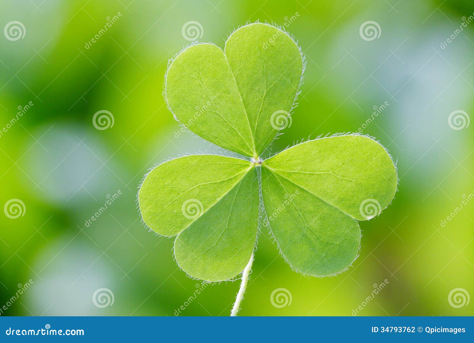 Three leaf clover stock photo. Image of three, shamrock - 34793762