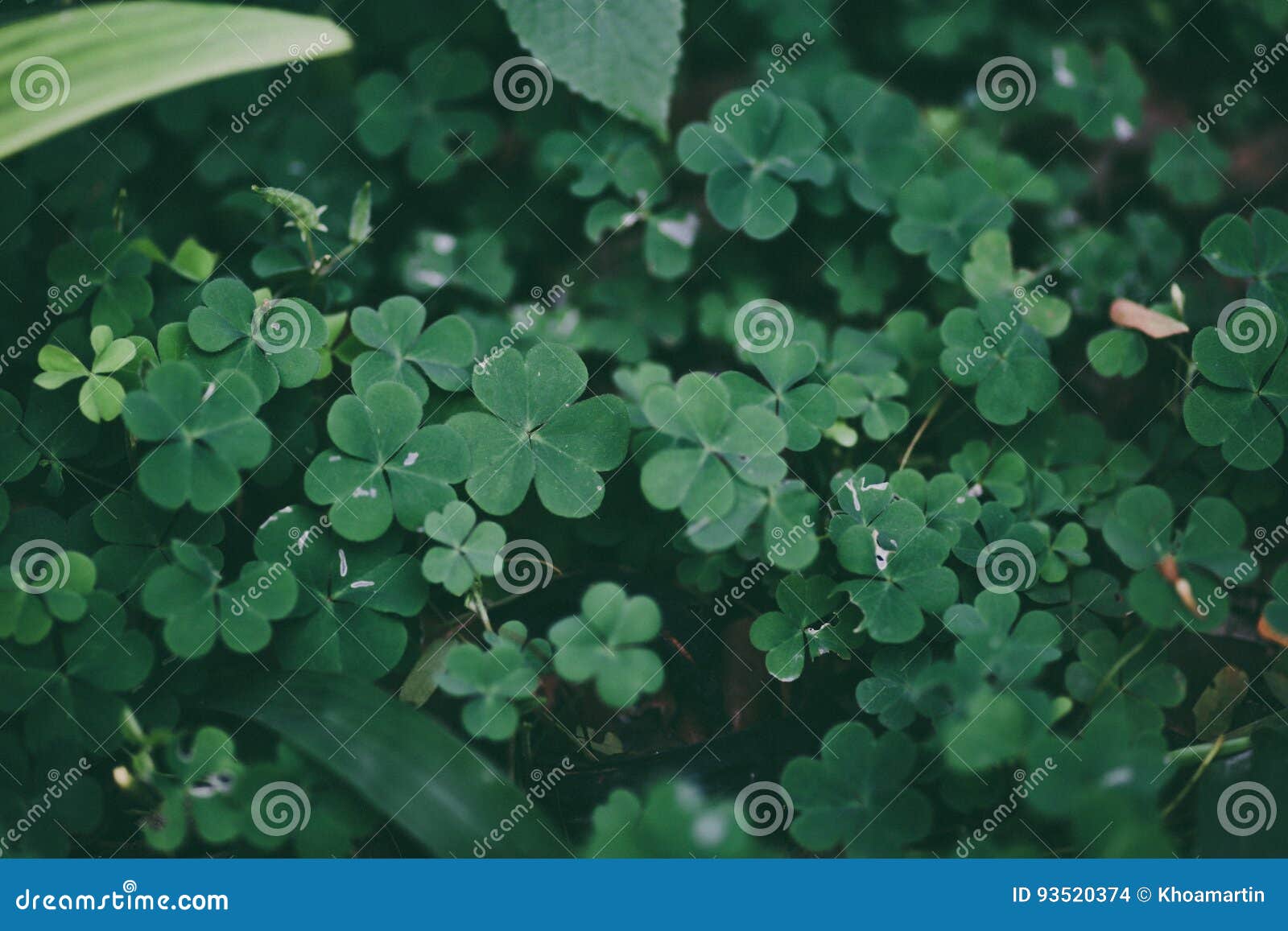 Red Clover On Green, Used As A Medicinal Herb Royalty-Free Stock Image ...