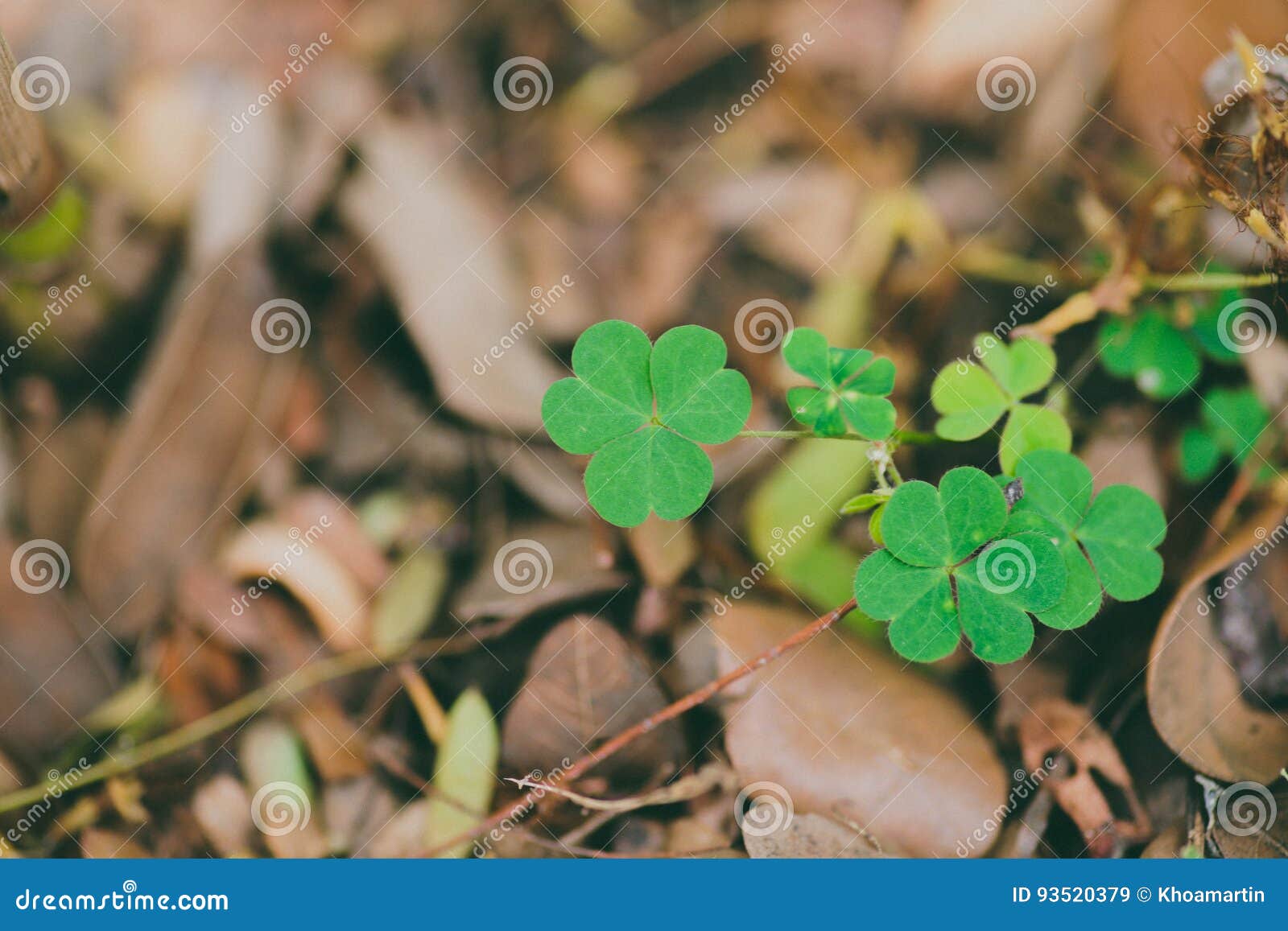 Red Clover On Green, Used As A Medicinal Herb Royalty-Free Stock Image ...