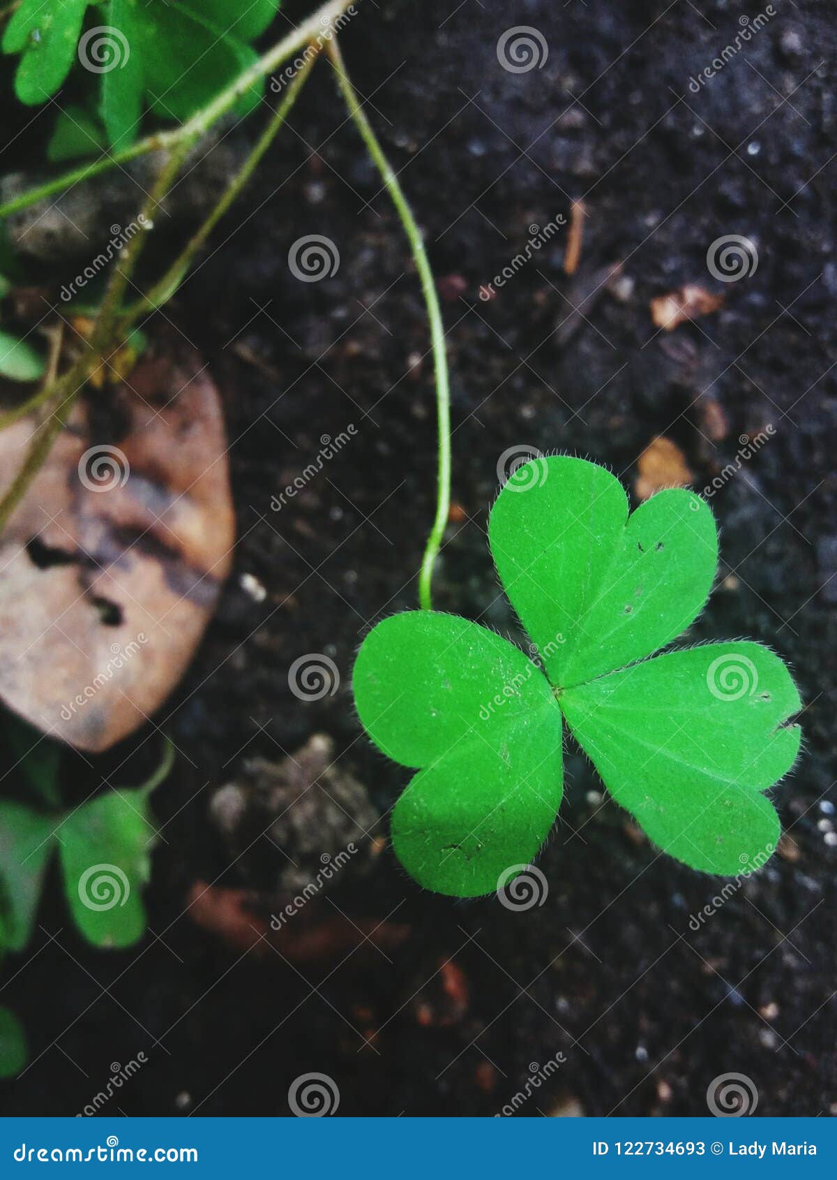 Three leaf clover stock image. Image of growing, clover - 122734693