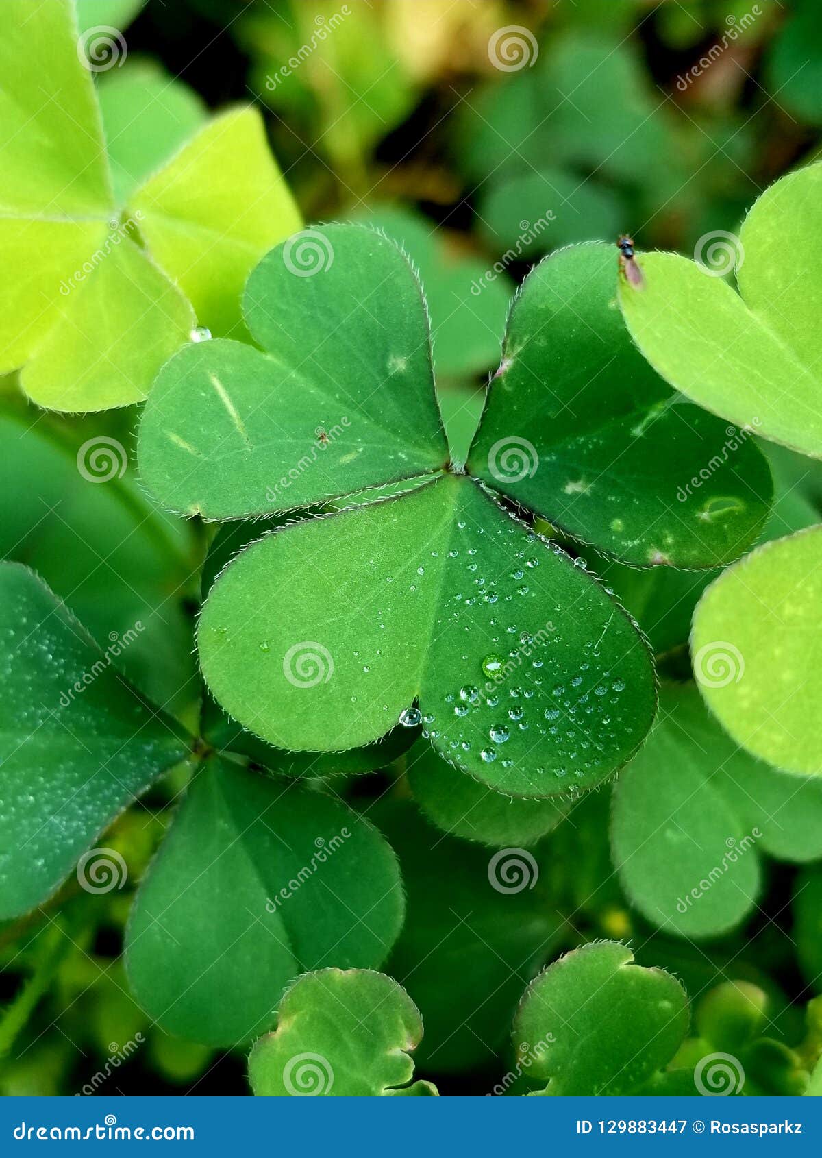 Three leaf clover stock image. Image of water, three - 129883447
