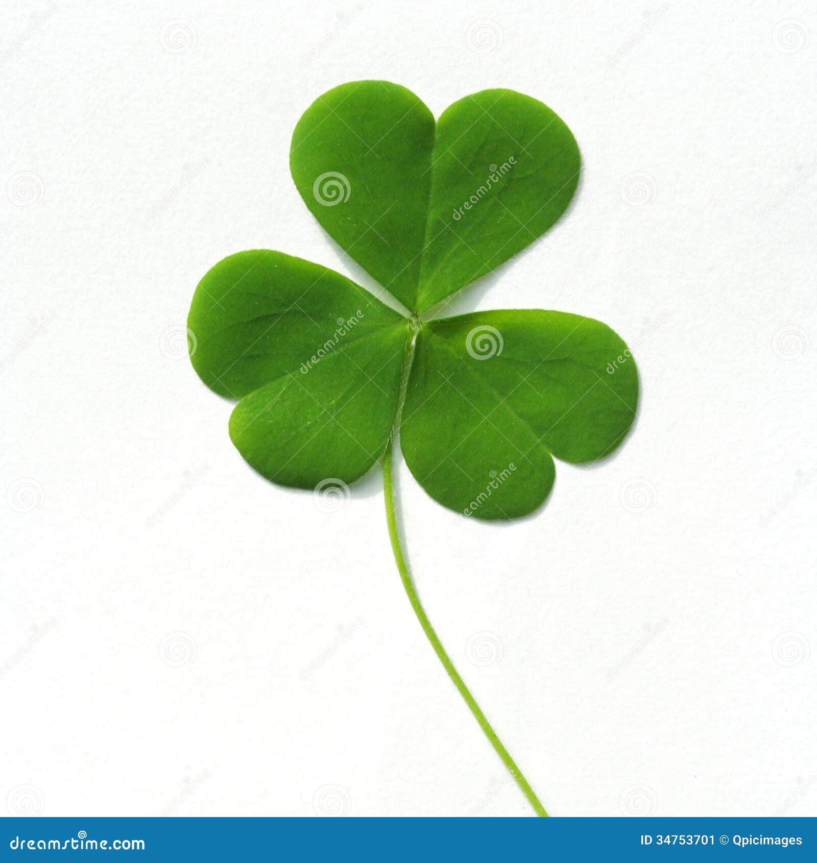 Three leaf clover on white stock image. Image of lucky - 34753701