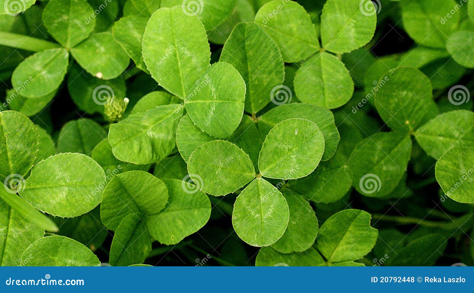 Three leaf clovers stock photo. Image of clover, leaf - 20792448