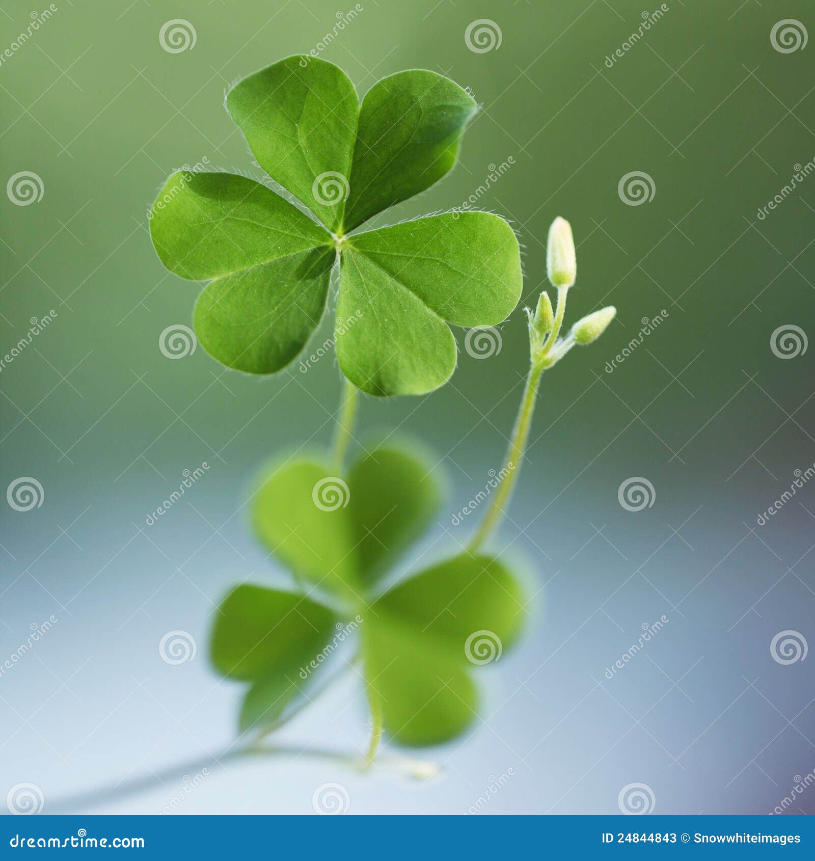 Three leaf clovers stock image. Image of greeting, congratulations ...