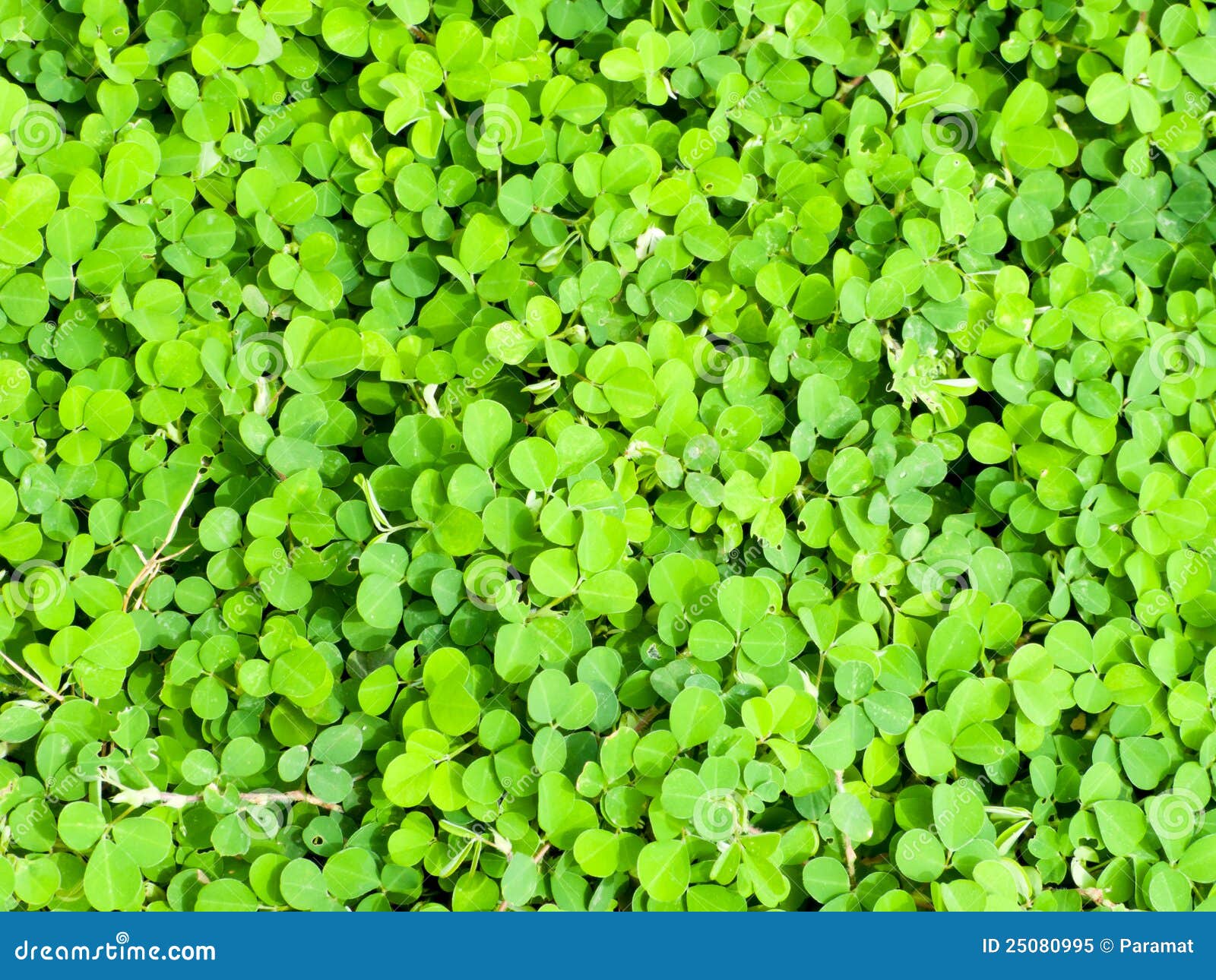 Three Leaf Clovers stock image. Image of irish, earth - 25080995