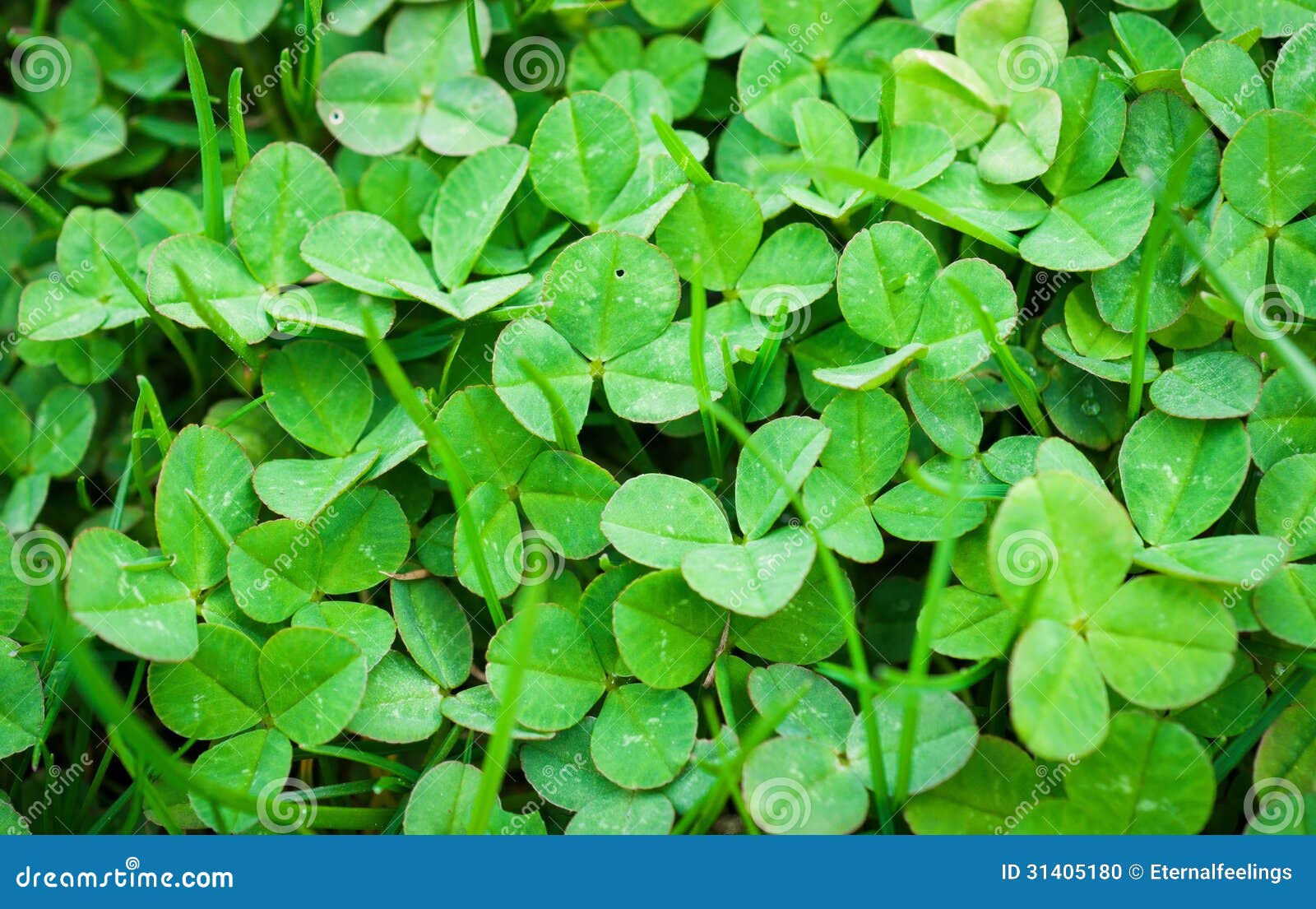 Three leaf clovers stock photo. Image of fortunateness - 31405180
