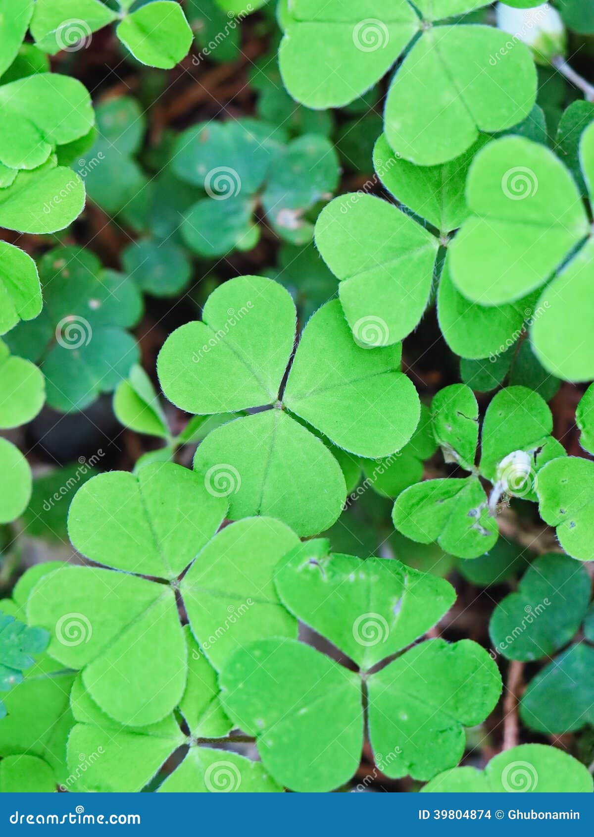 Three leaf clovers stock photo. Image of decoration, irish - 39804874