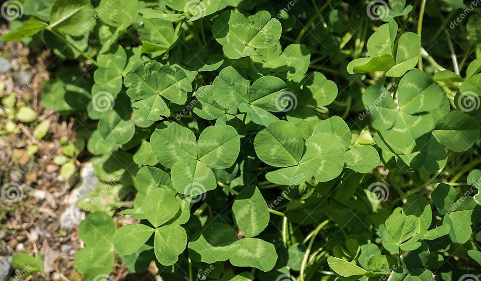 Three-Leaf Clovers. stock photo. Image of clovers, leaf - 93737758