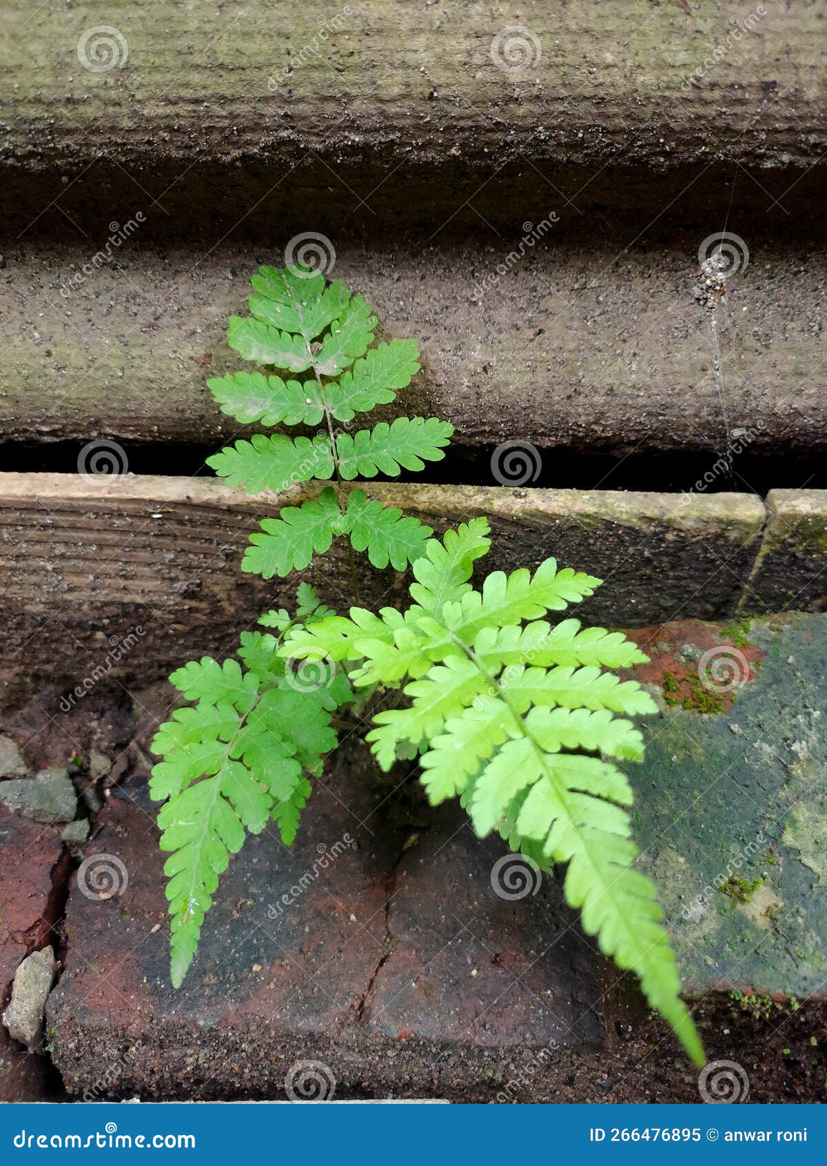 A Three-leaf Fern that Grows on Bricks Stock Image - Image of bricks ...