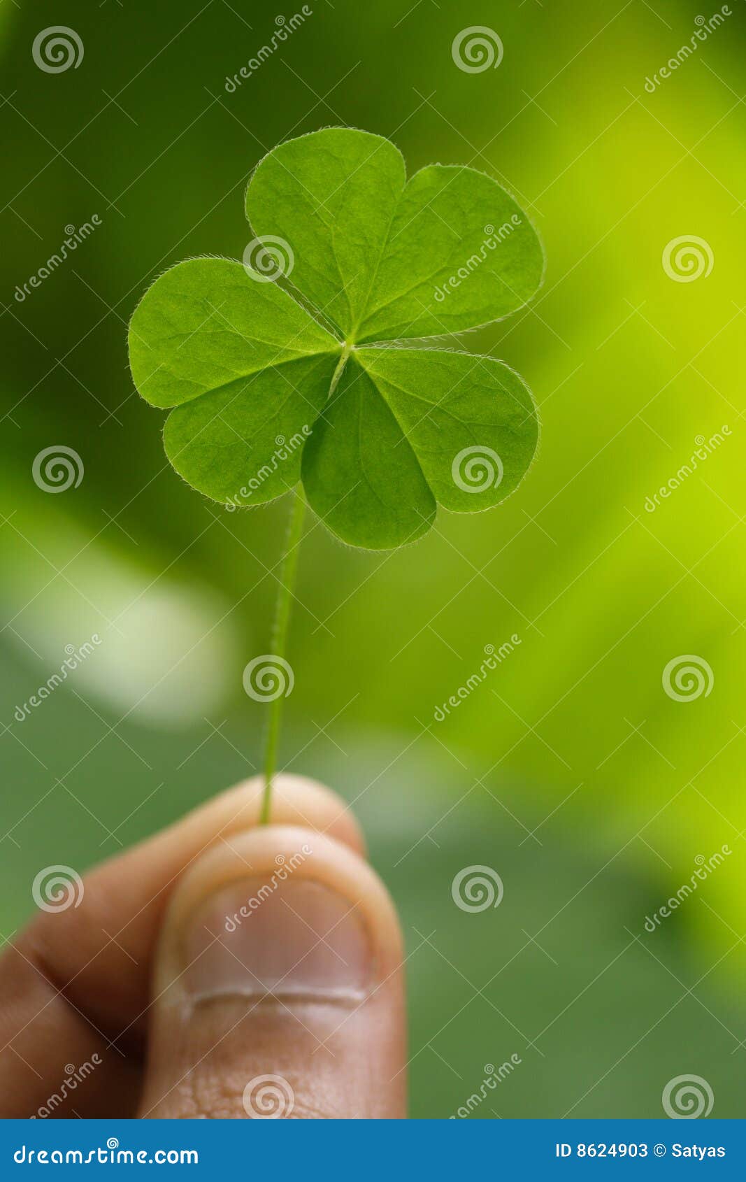 Three Leafed Clover stock image. Image of holding, field - 8624903