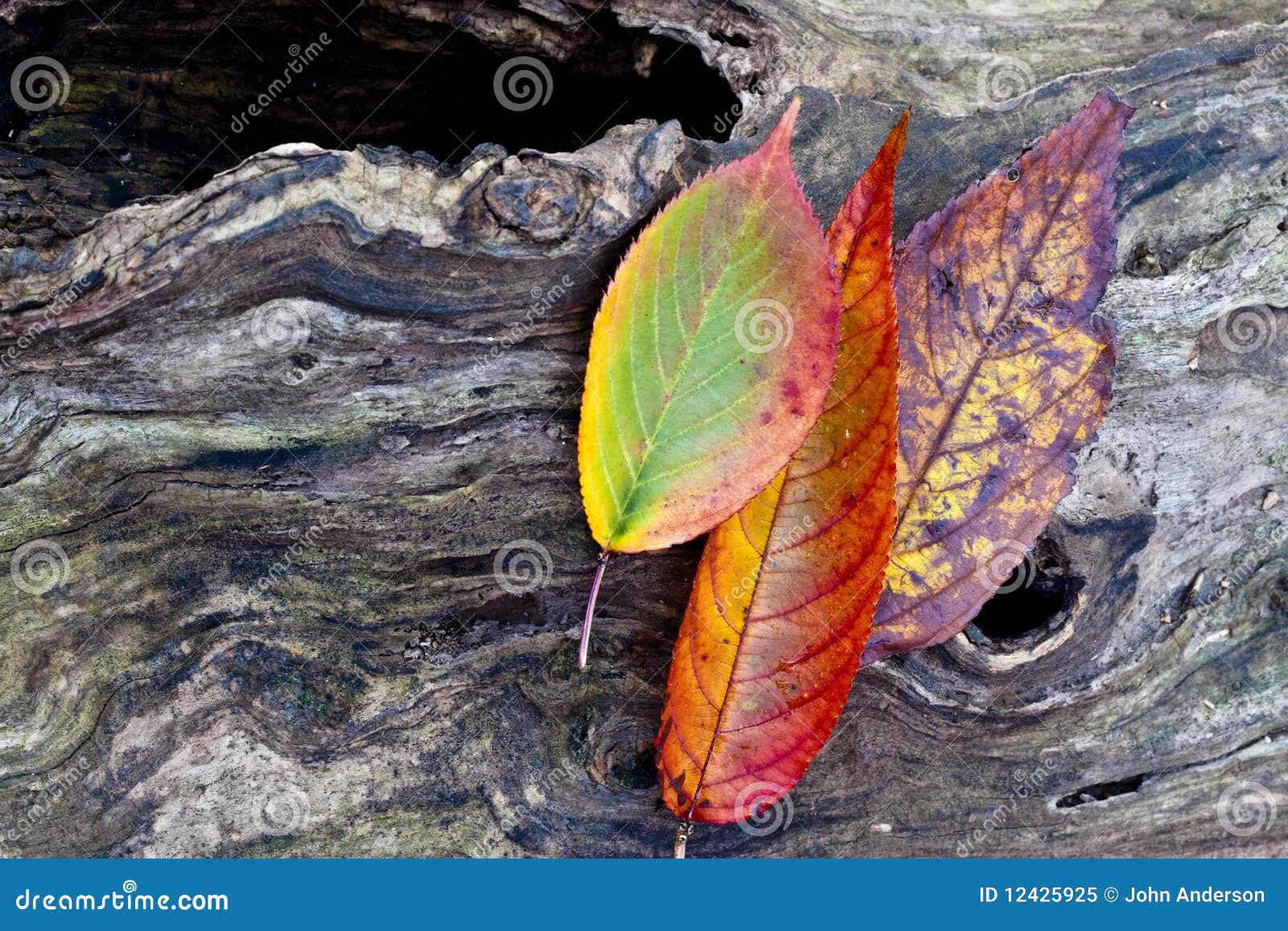 Three leaves stock image. Image of leaves, cherry, york - 12425925