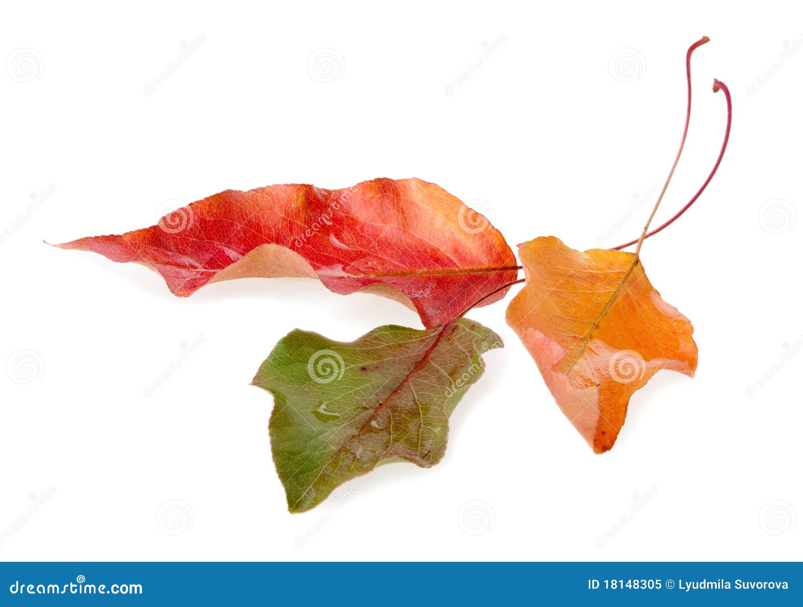Three leaves stock image. Image of flora, color, leaf - 18148305