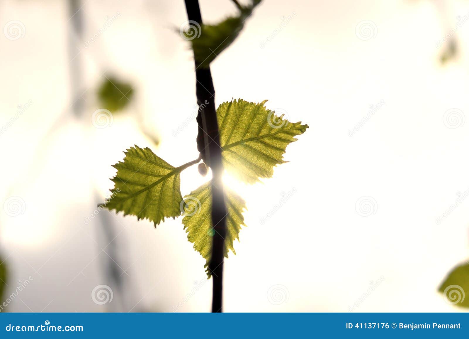 Three Leaves on a Branch stock photo. Image of illuminated - 41137176