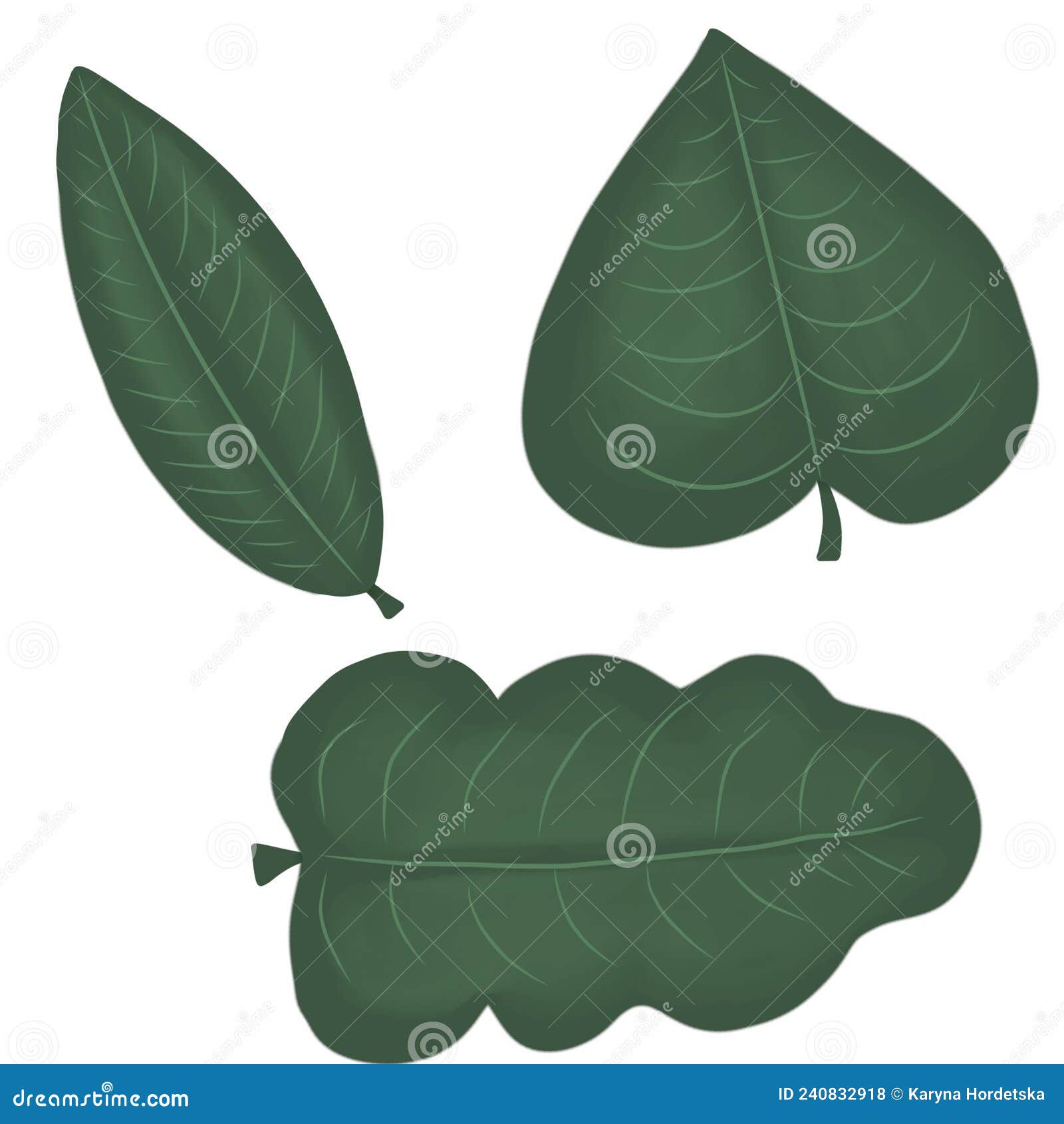 Three Leaves from Different Trees Stock Illustration - Illustration of ...