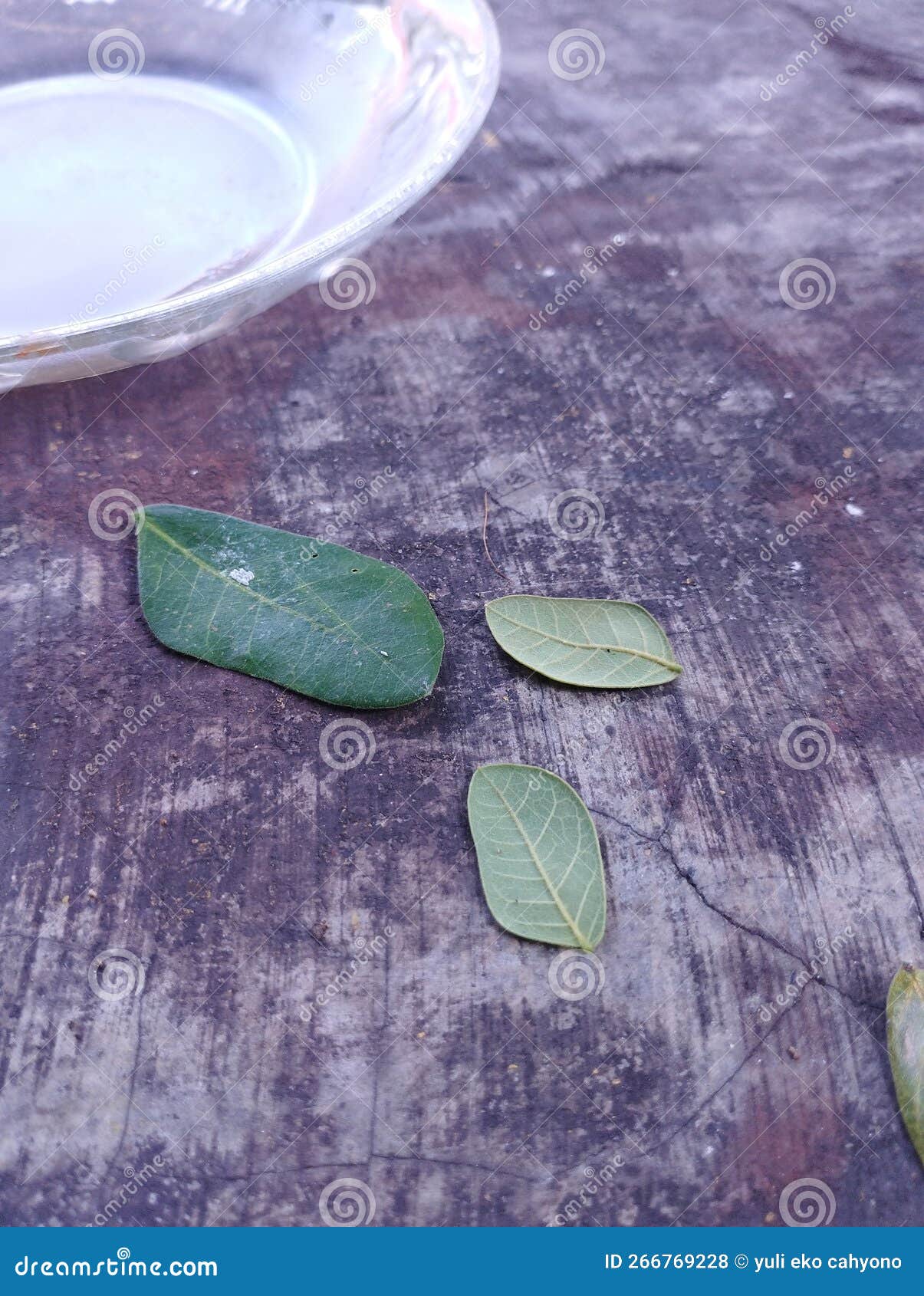 Three leaves stock photo. Image of three, aesthetic - 266769228