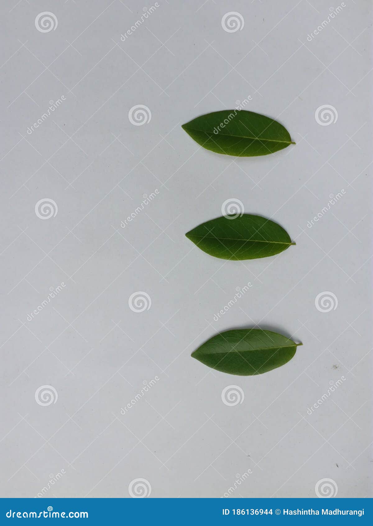 Three Leaves of a Green Tree on a White Background. Stock Photo - Image ...