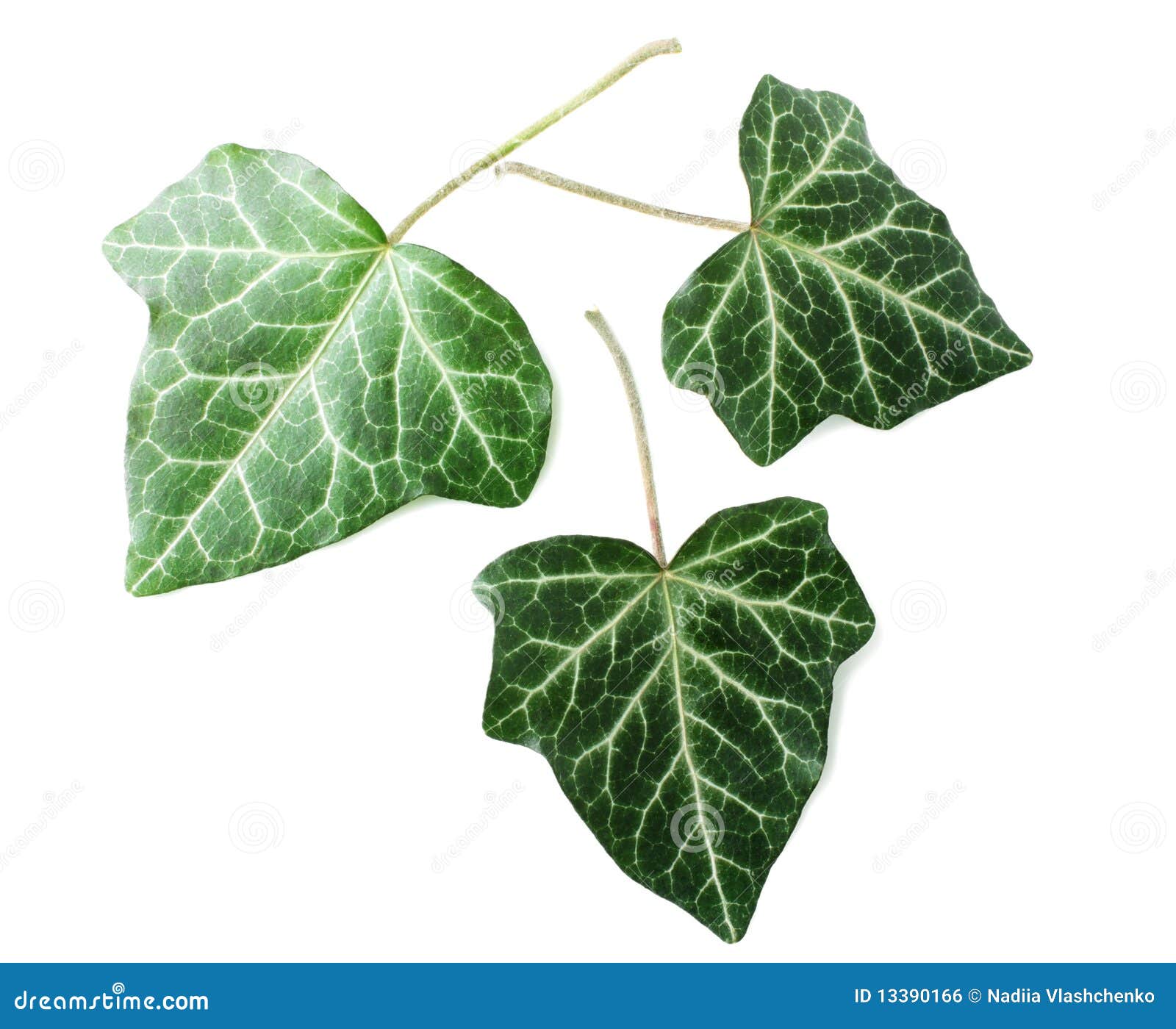 Three leaves isolated stock photo. Image of biology, leaf - 13390166