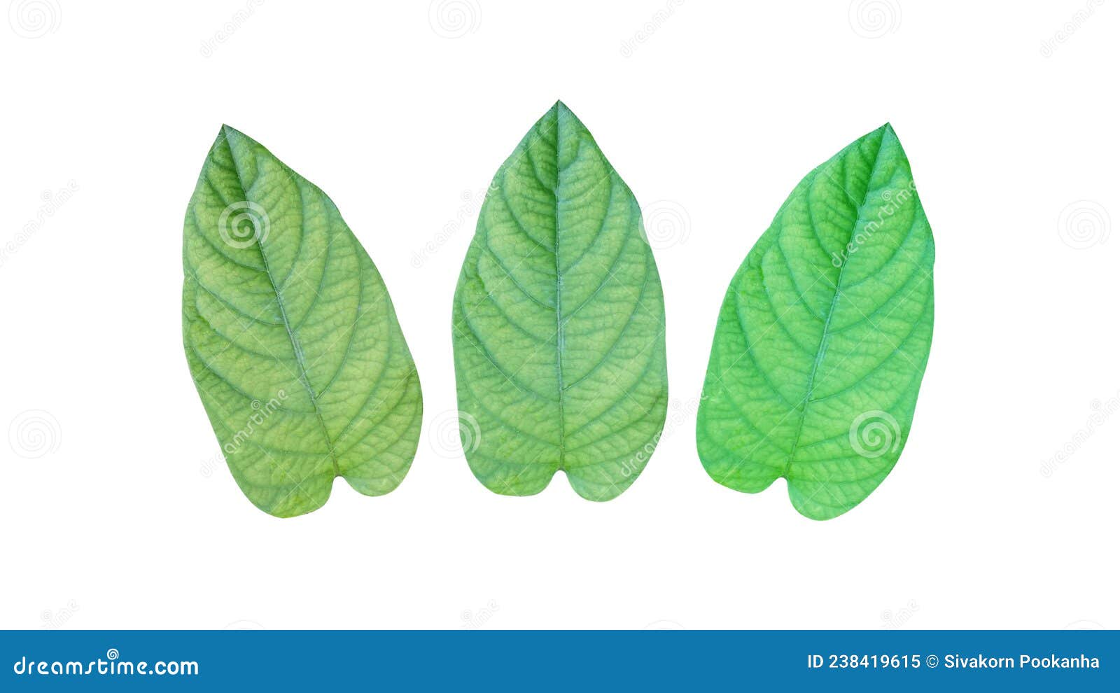 Three Leaves Isolated on a White Background for Design Work or Other ...
