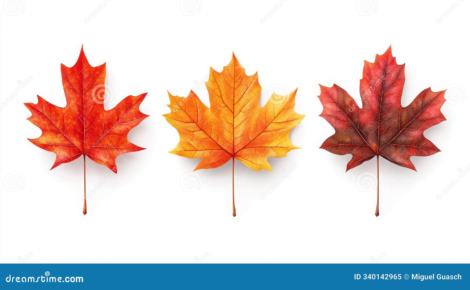 Three Leaves of a Maple Tree on a White Background Stock Illustration ...