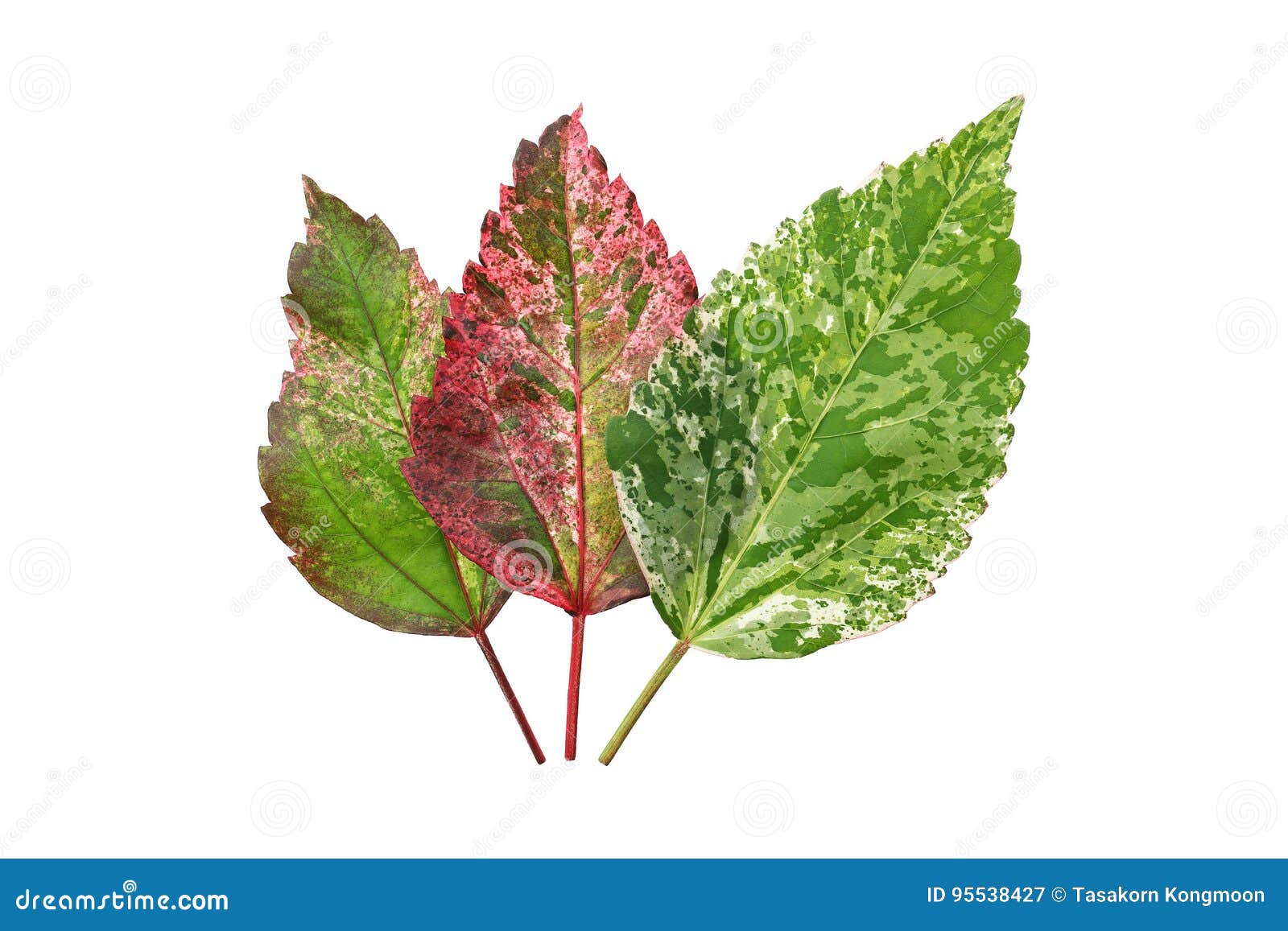 Three Leaves Pattern Isolated on White Stock Image - Image of ...