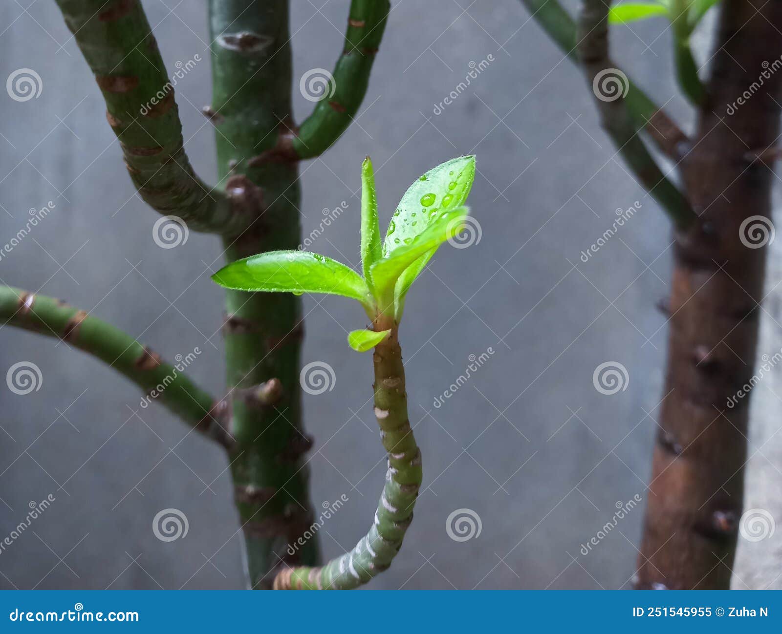 Three leaves/ plant stock image. Image of leaf, branch - 251545955