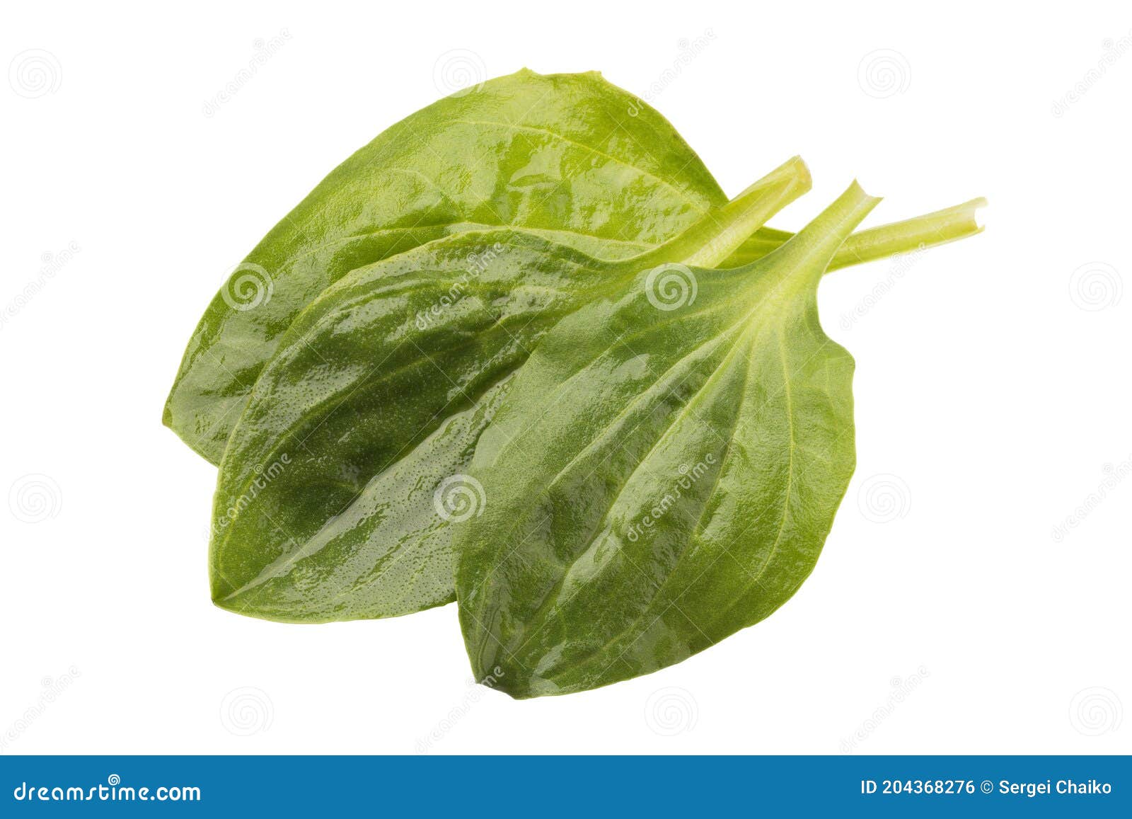 Three Leaves of Plantain Isolated on White Background. Stacking Photos ...