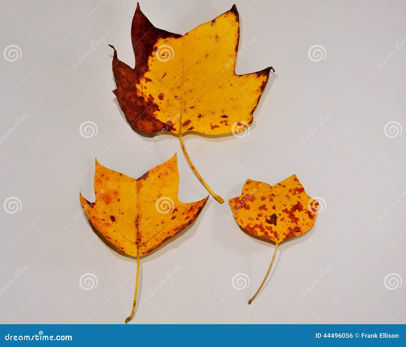 Three Leaves stock photo. Image of element, plant, collection - 44496056