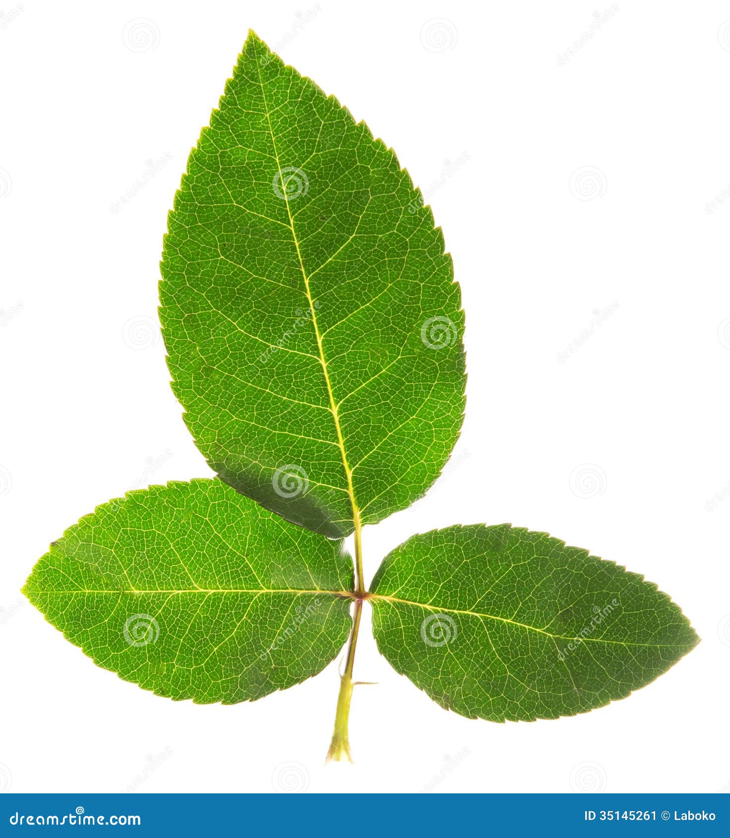 Three Leaves Of A Rose Isolated On White Stock Image - Image: 35145261