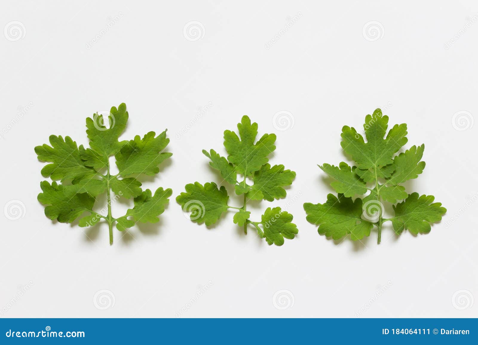 Three Leaves with Rounded Complex Shaped Leaves Stock Image - Image of ...